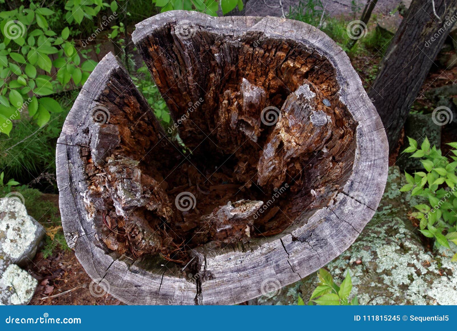 Rotting from the inside stock image. Image of plant - 111815245