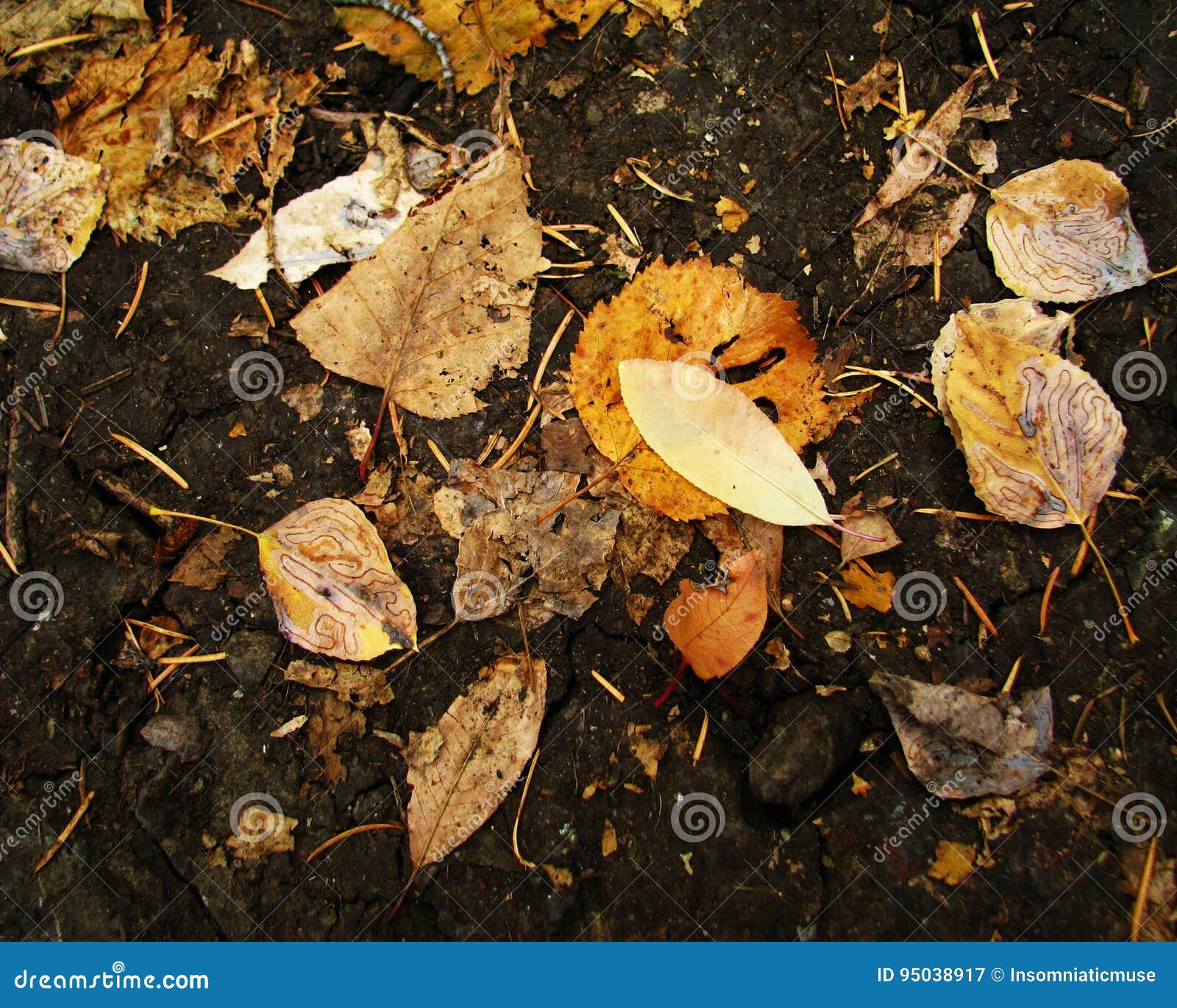 Rotting Leaves stock image. Image of life, brown, autumn - 95038917