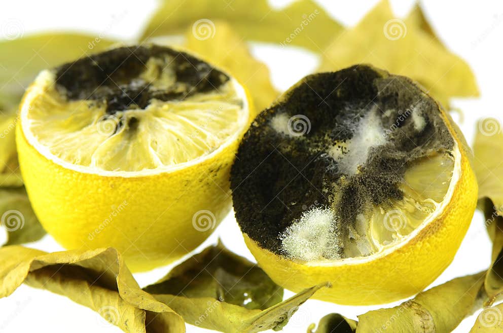 Rotting lemon fruit. stock photo. Image of mold, microorganism - 84341088