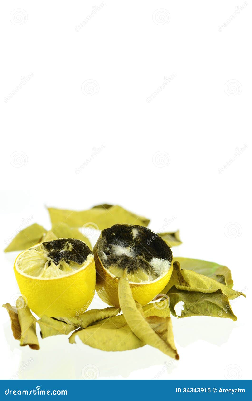 Rotting lemon fruit. stock image. Image of degradation - 84343915