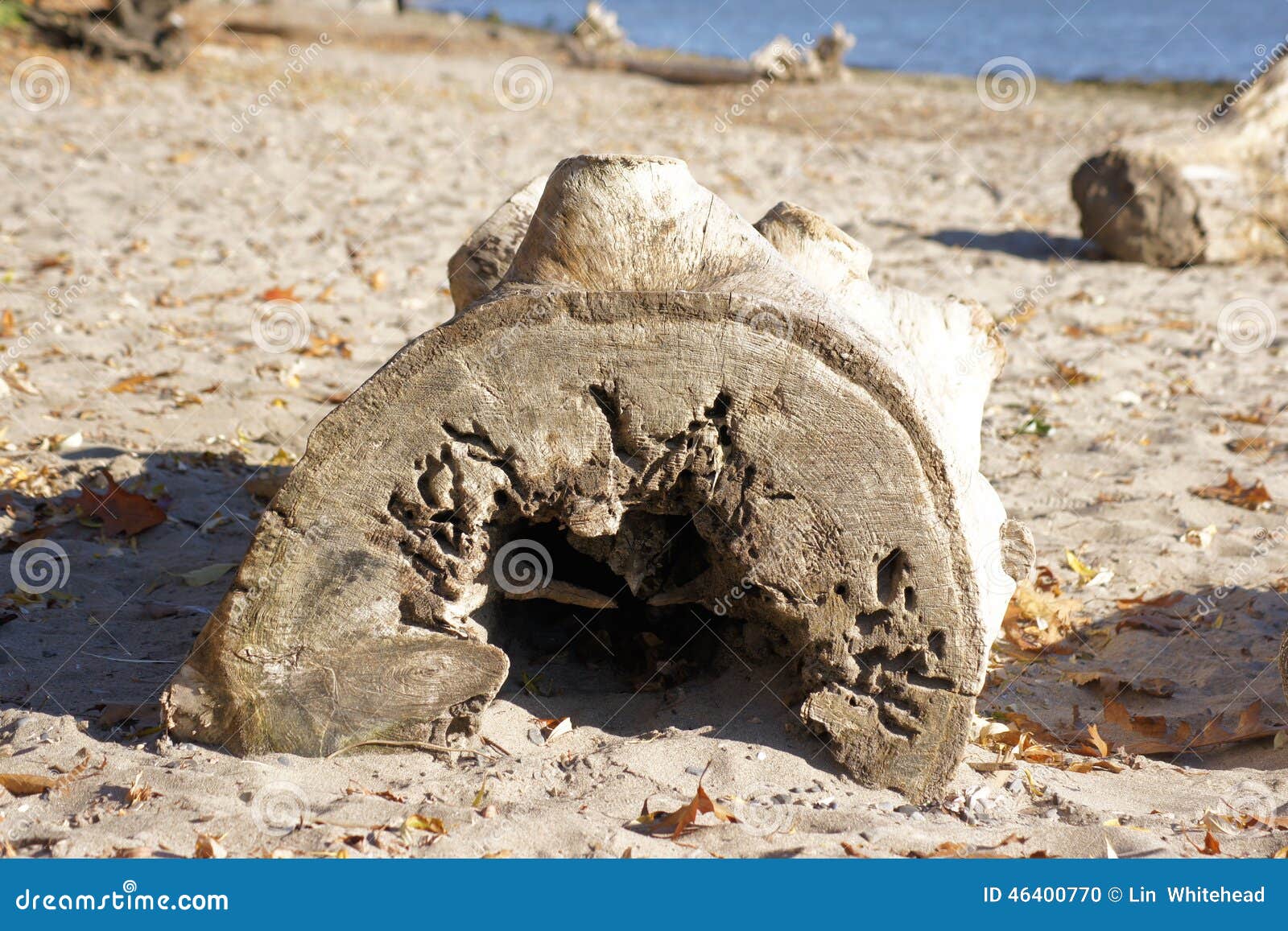 Rotting Log. stock photo. Image of sand, tree, outside - 46400770