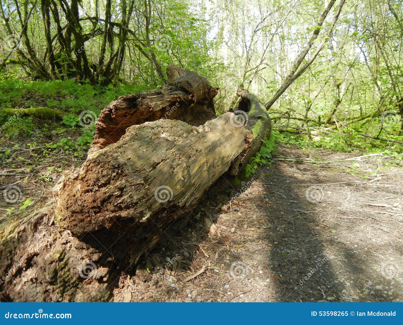 Rotting log stock image. Image of rotting, forest, nature - 53598265