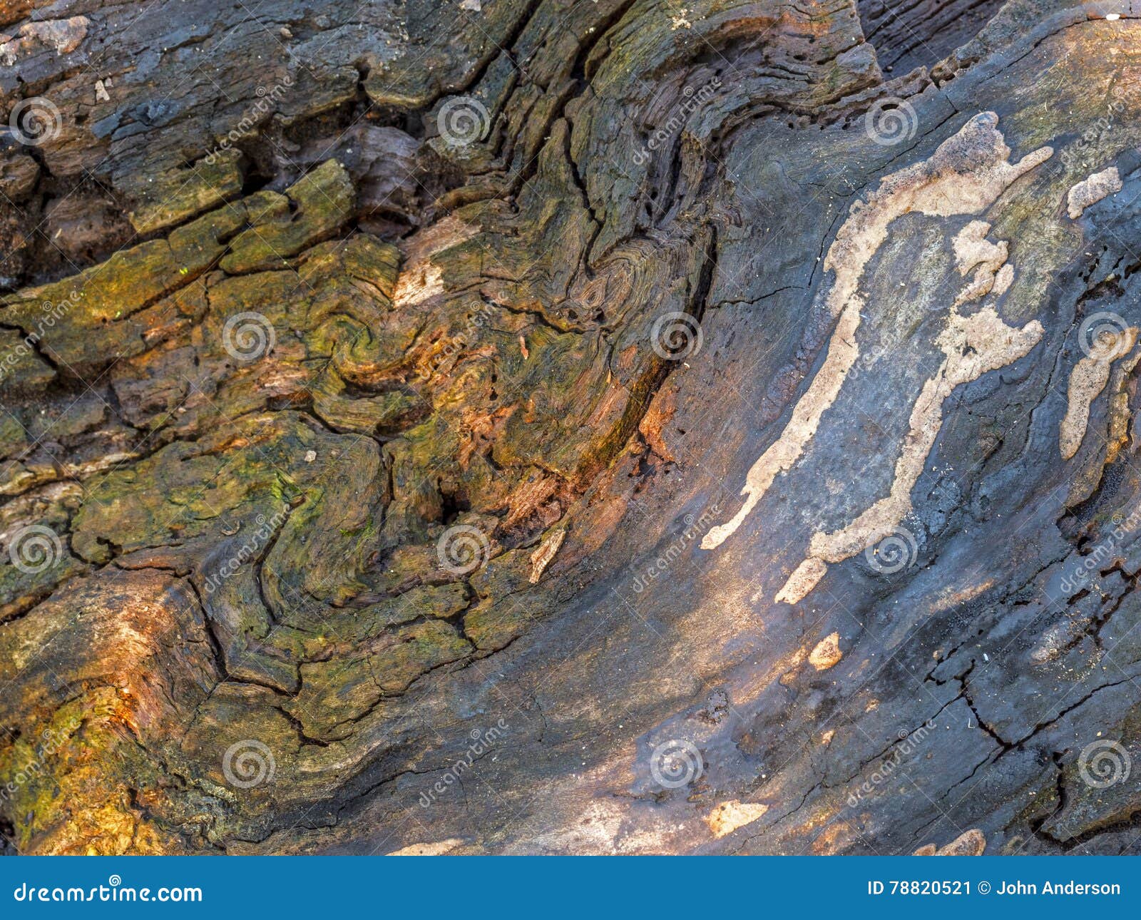 Rotting log in forest stock image. Image of fault, outcrop - 78820521
