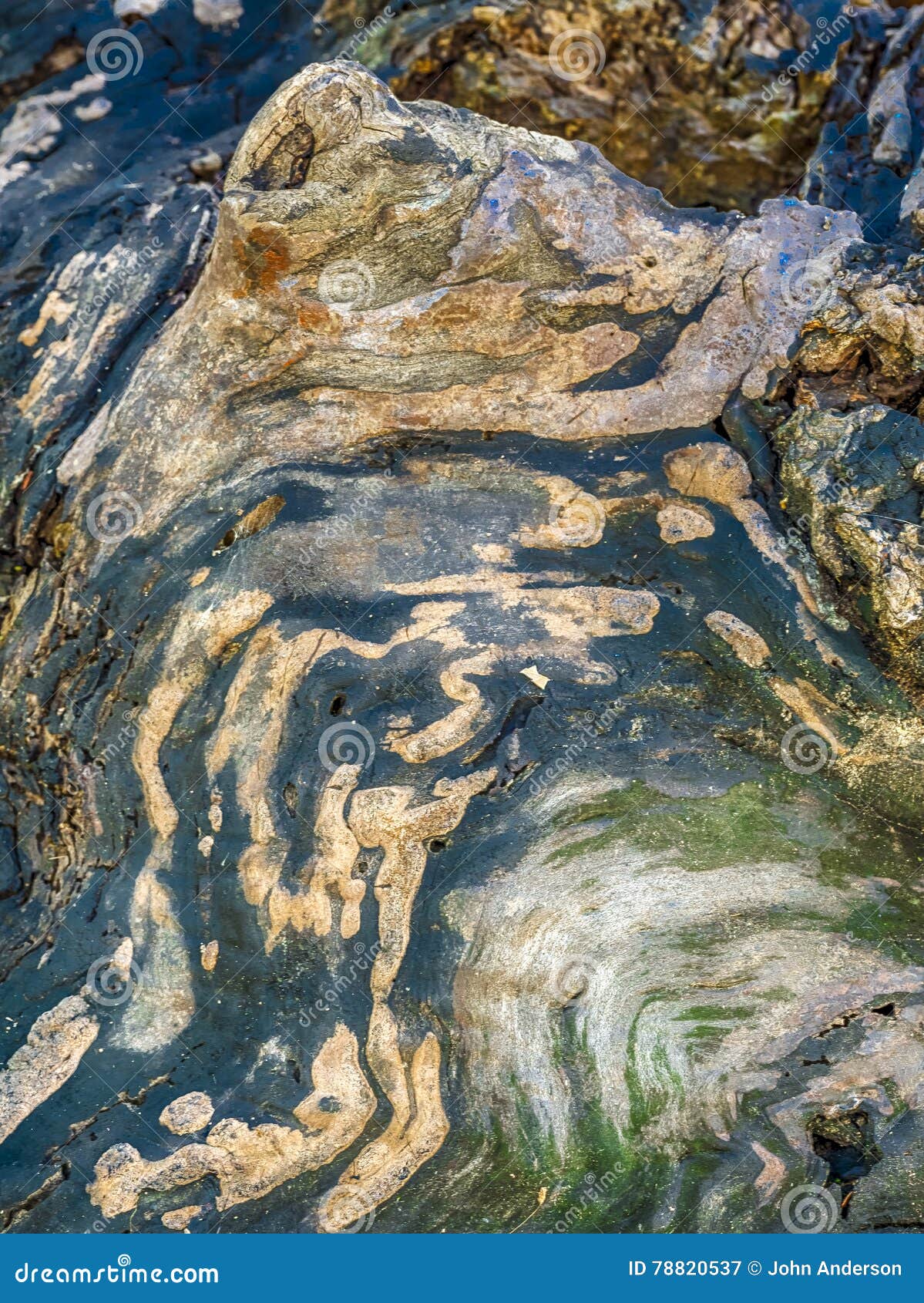 Rotting log in forest stock image. Image of trunk, nature - 78820537