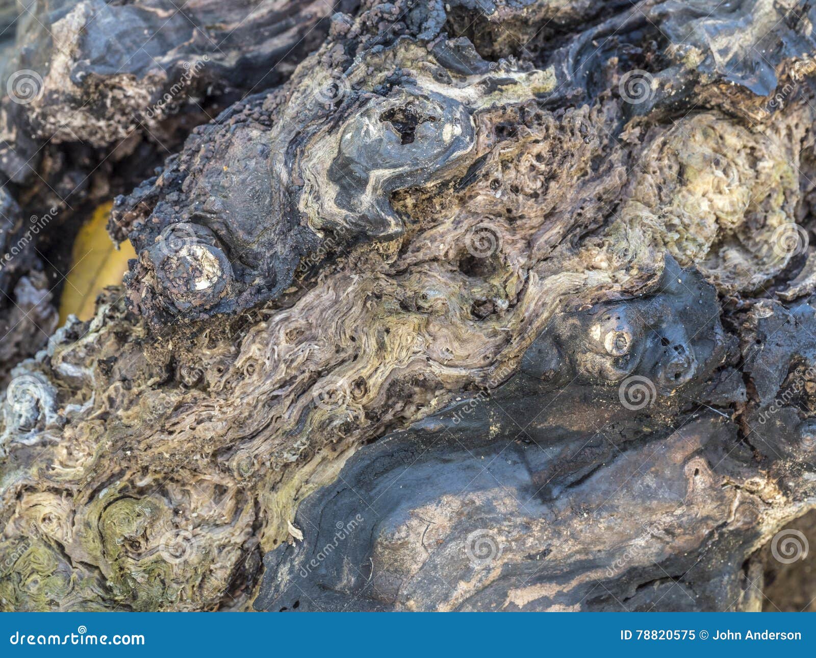 Rotting log in forest stock image. Image of abstract - 78820575