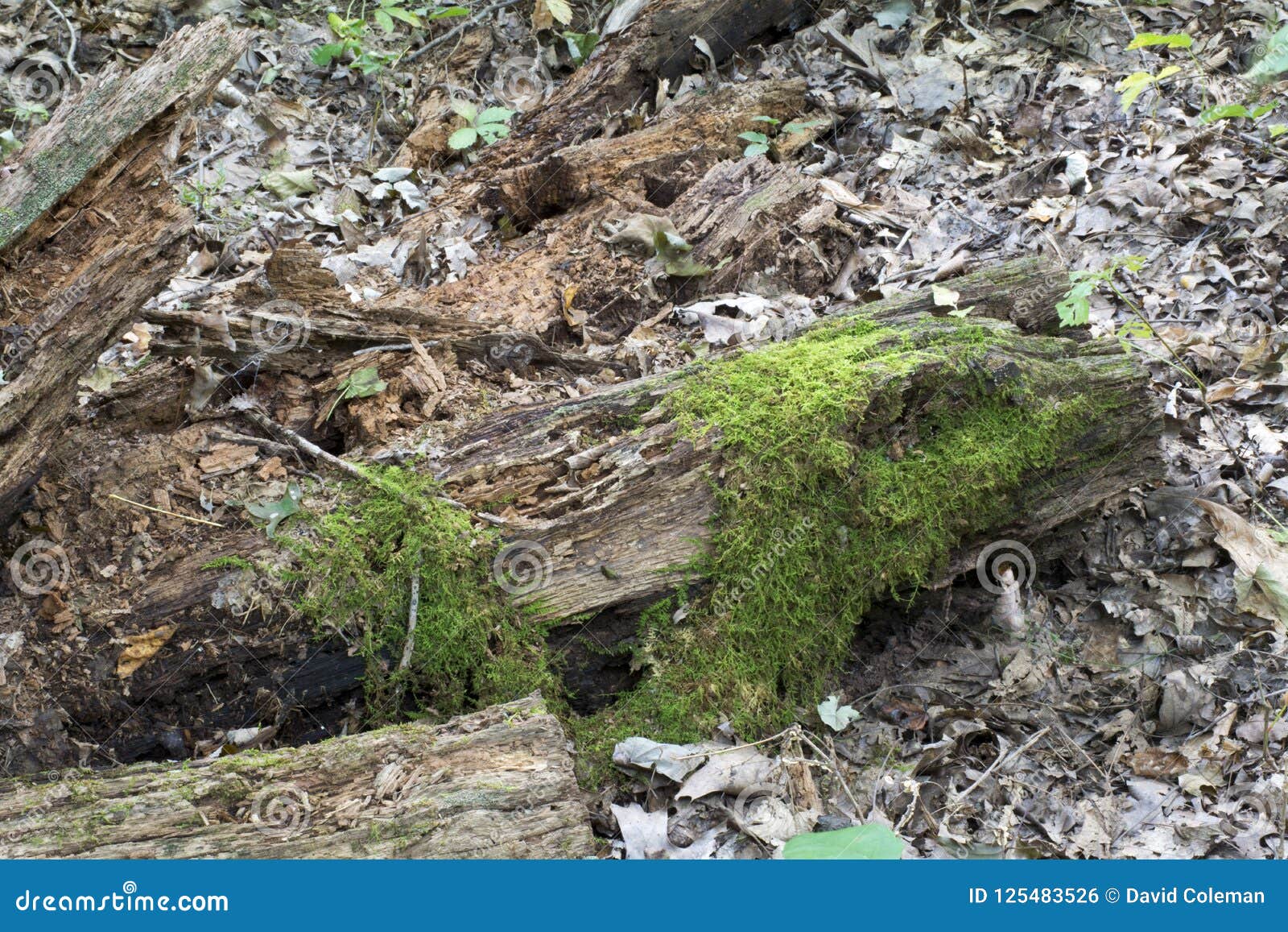 Moss covered decaying log stock photo. Image of weathered - 125483526