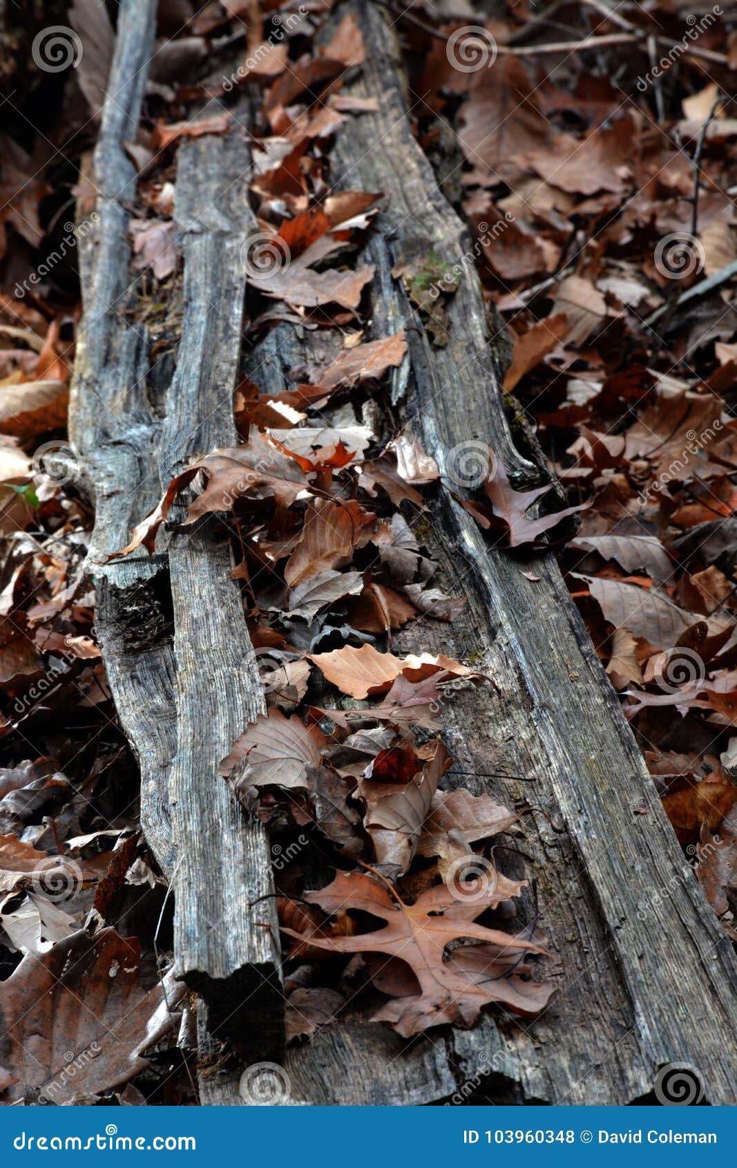 Log with leaves stock photo. Image of forest, nature - 103960348