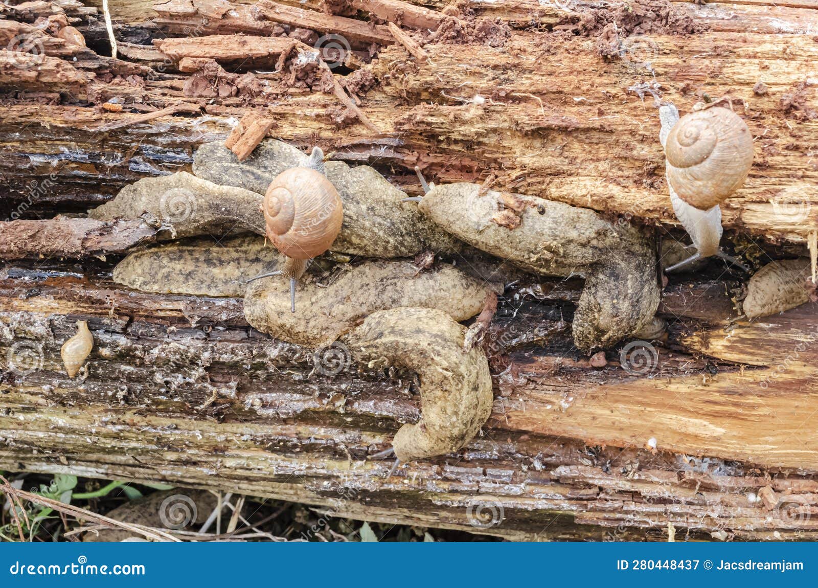 Slugs and Snail on Rotting Wood Stock Image - Image of texture, brown ...