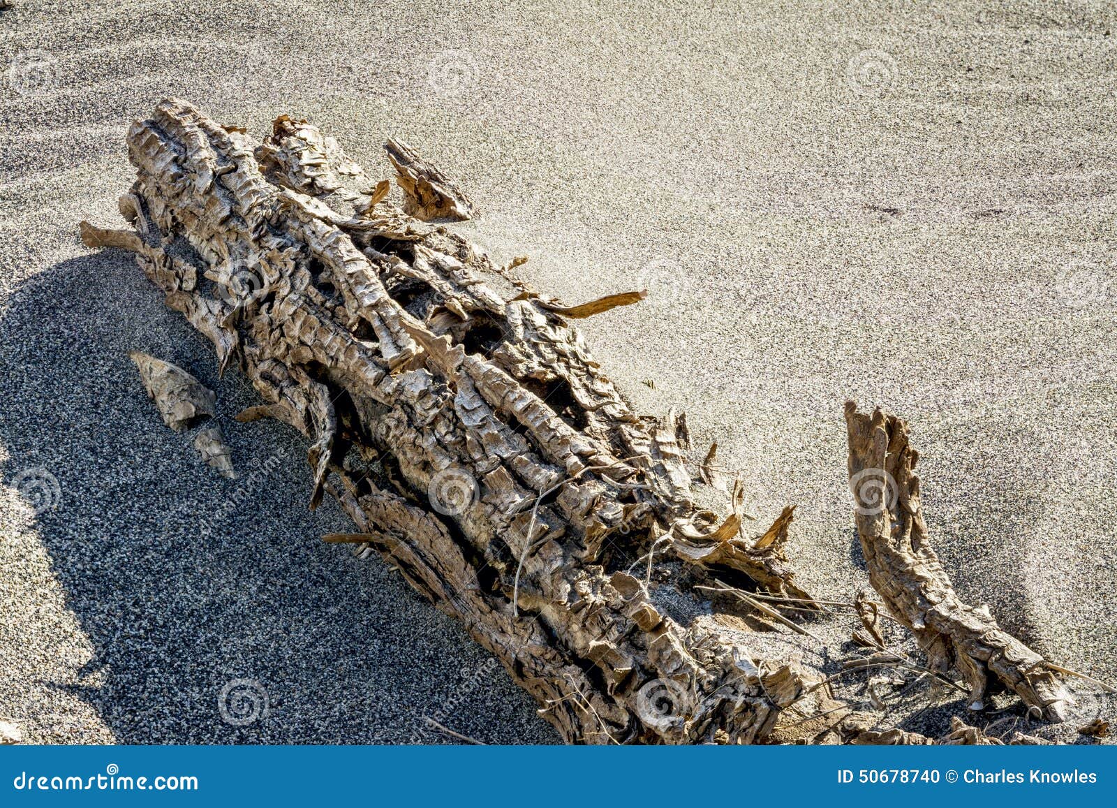 Rotting Log Lays in the Morning Sun with Sand Stock Photo - Image of ...