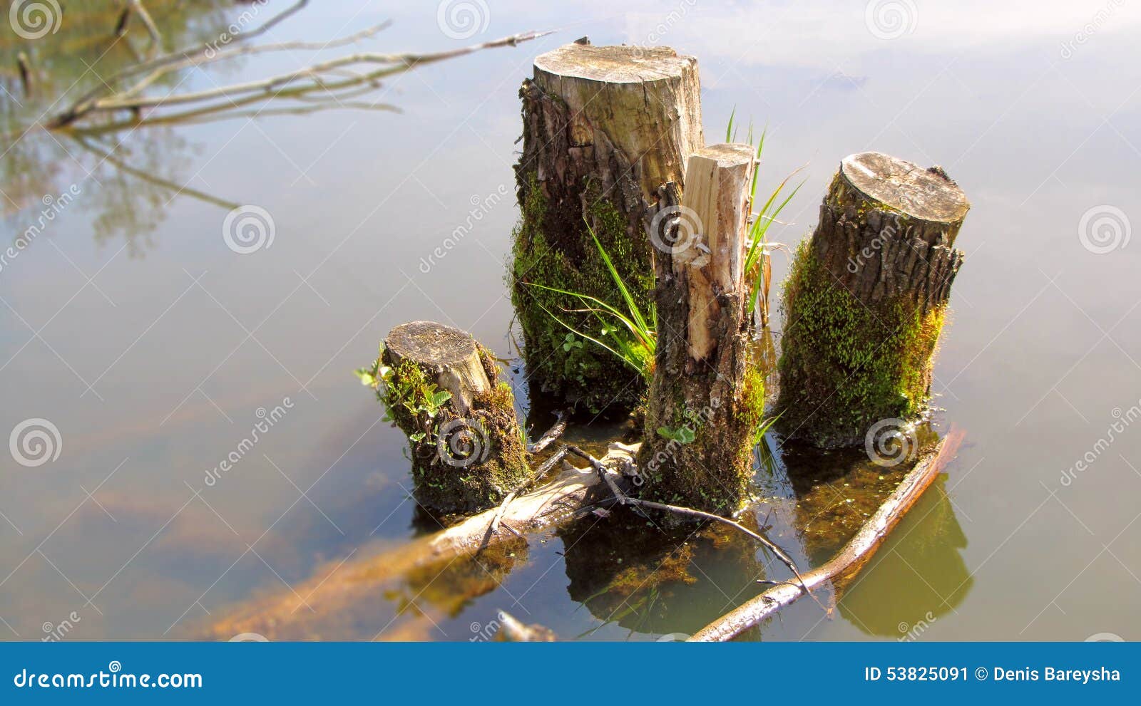 Rotting log in the water stock image. Image of moss, ecosystem - 53825091