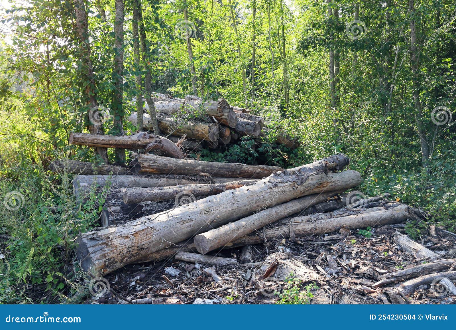Rotting Logs of Birches Bunch in Forest Thickets, Environmental ...