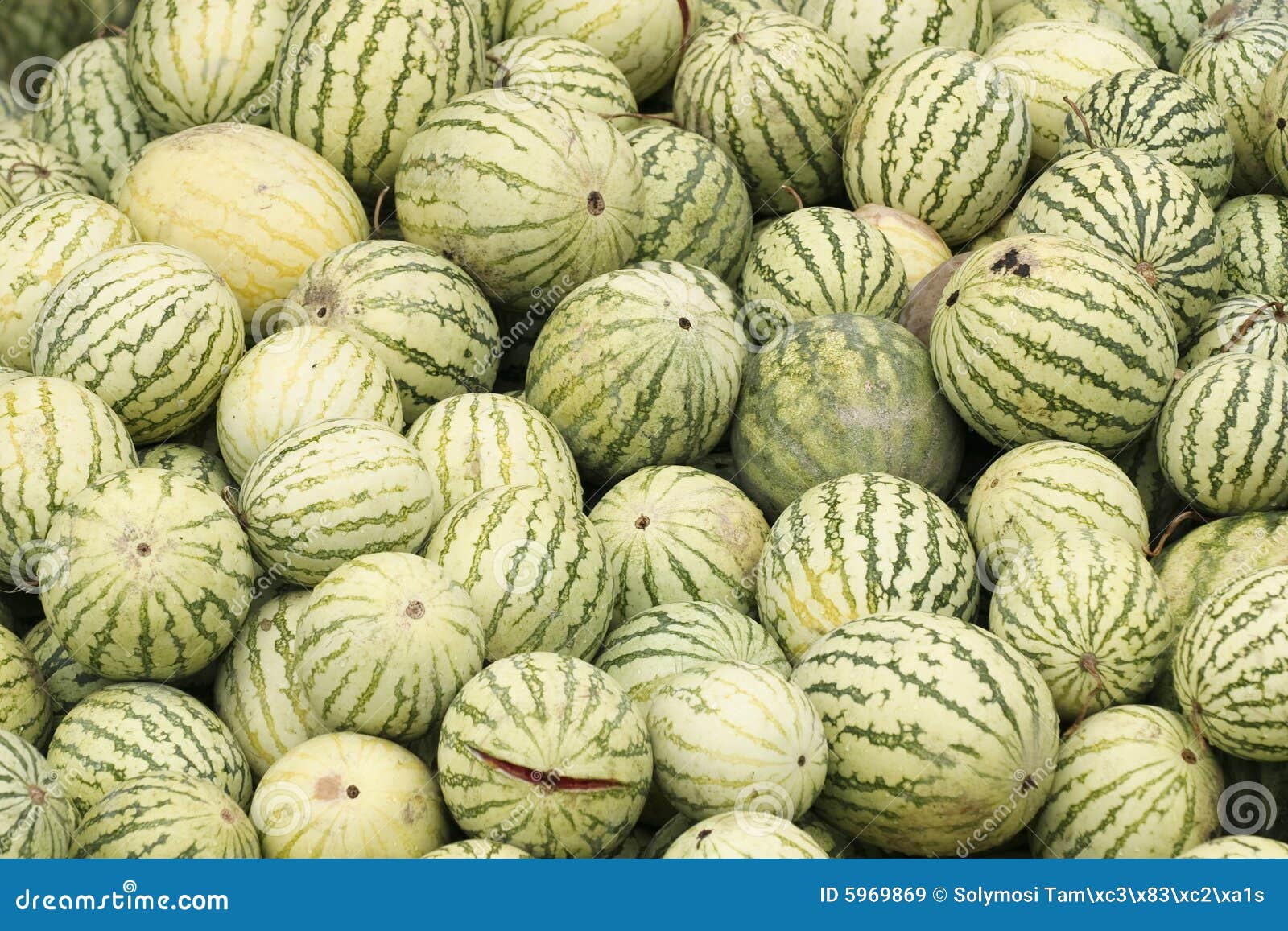 Rotting melons stock image. Image of agriculture, wildlife - 5969869