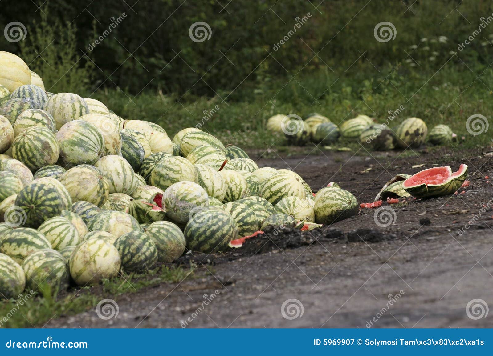 Rot Melons Stock Photos - Free & Royalty-Free Stock Photos from Dreamstime