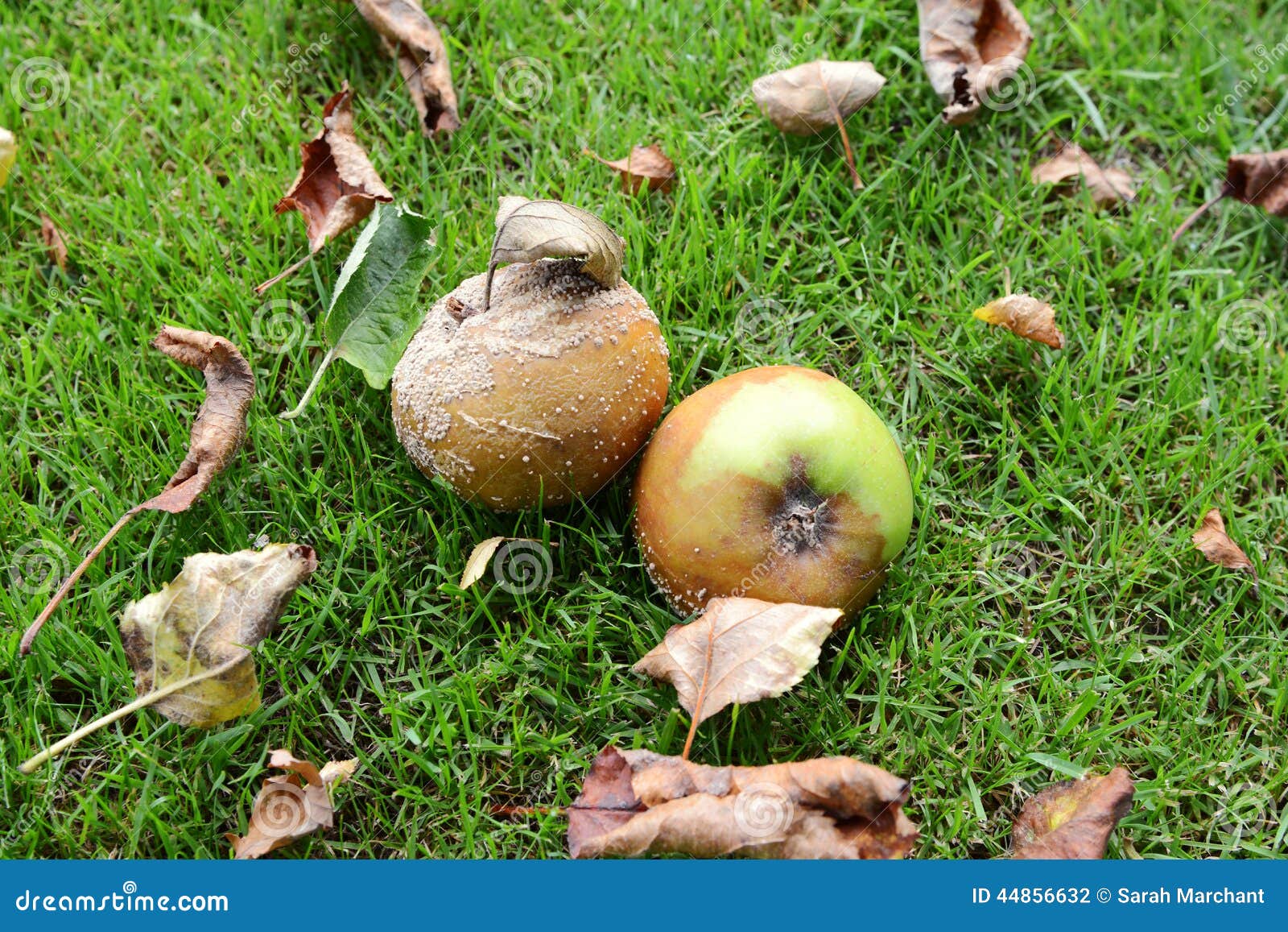 Rotting, Mouldy Windfall Apples Stock Photo - Image of windfall, crop ...