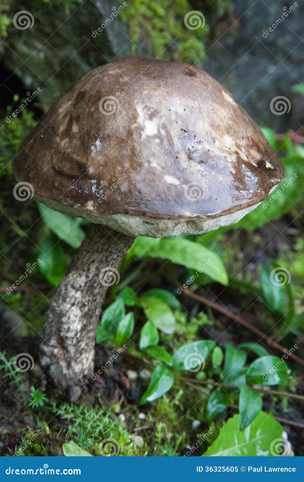 Rotting Mushroom stock image. Image of stump, spores - 36325605
