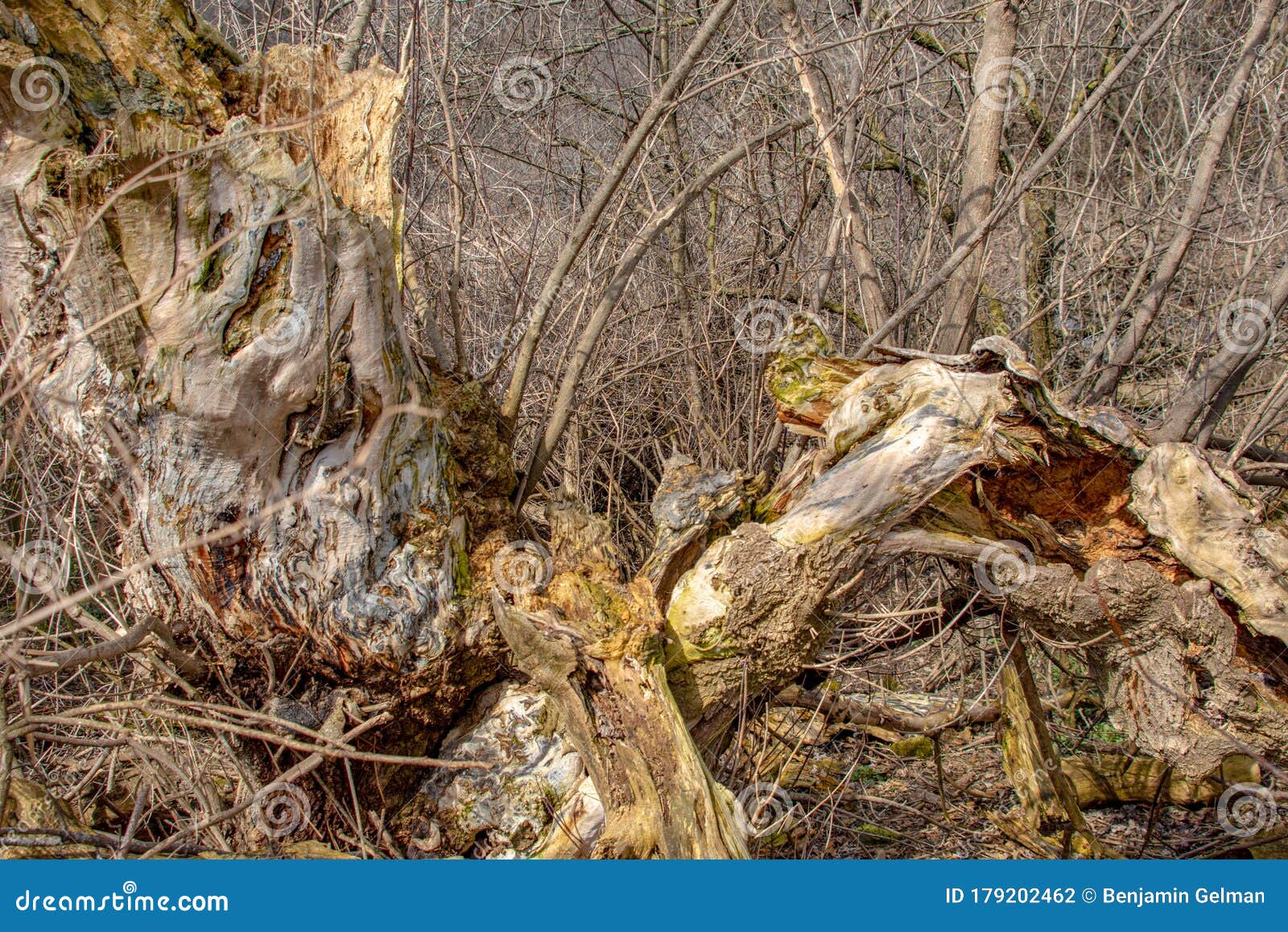 Rotting Old, Sick Trees in the Forest Stock Photo - Image of forest ...