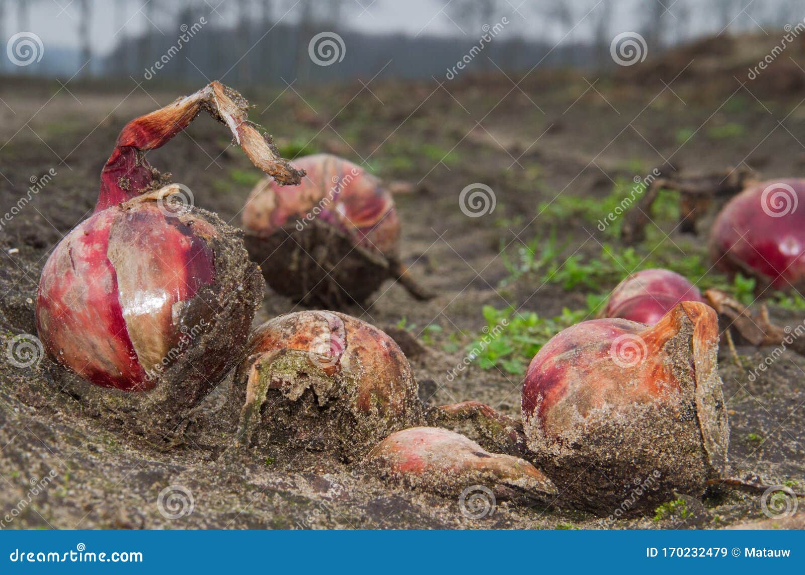 Rotting onions on field stock image. Image of crop, bulb - 170232479