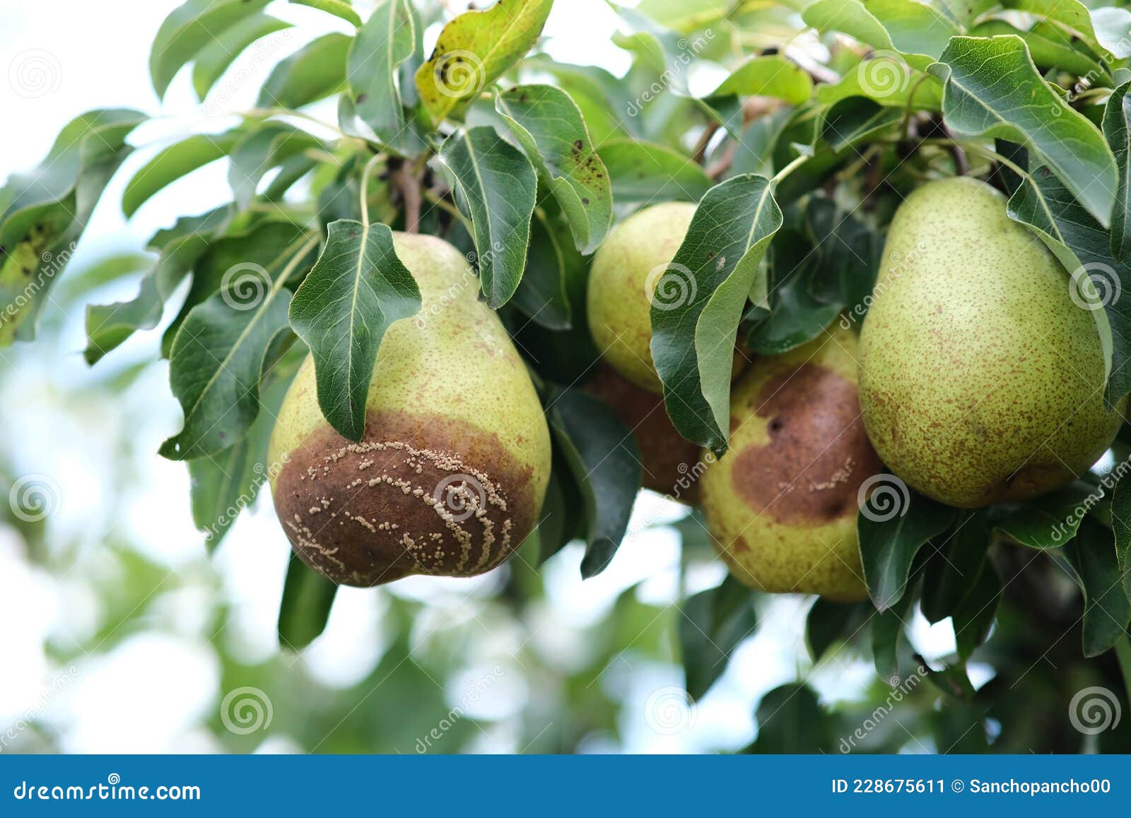 Pear With Worm Stock Image | CartoonDealer.com #1201777