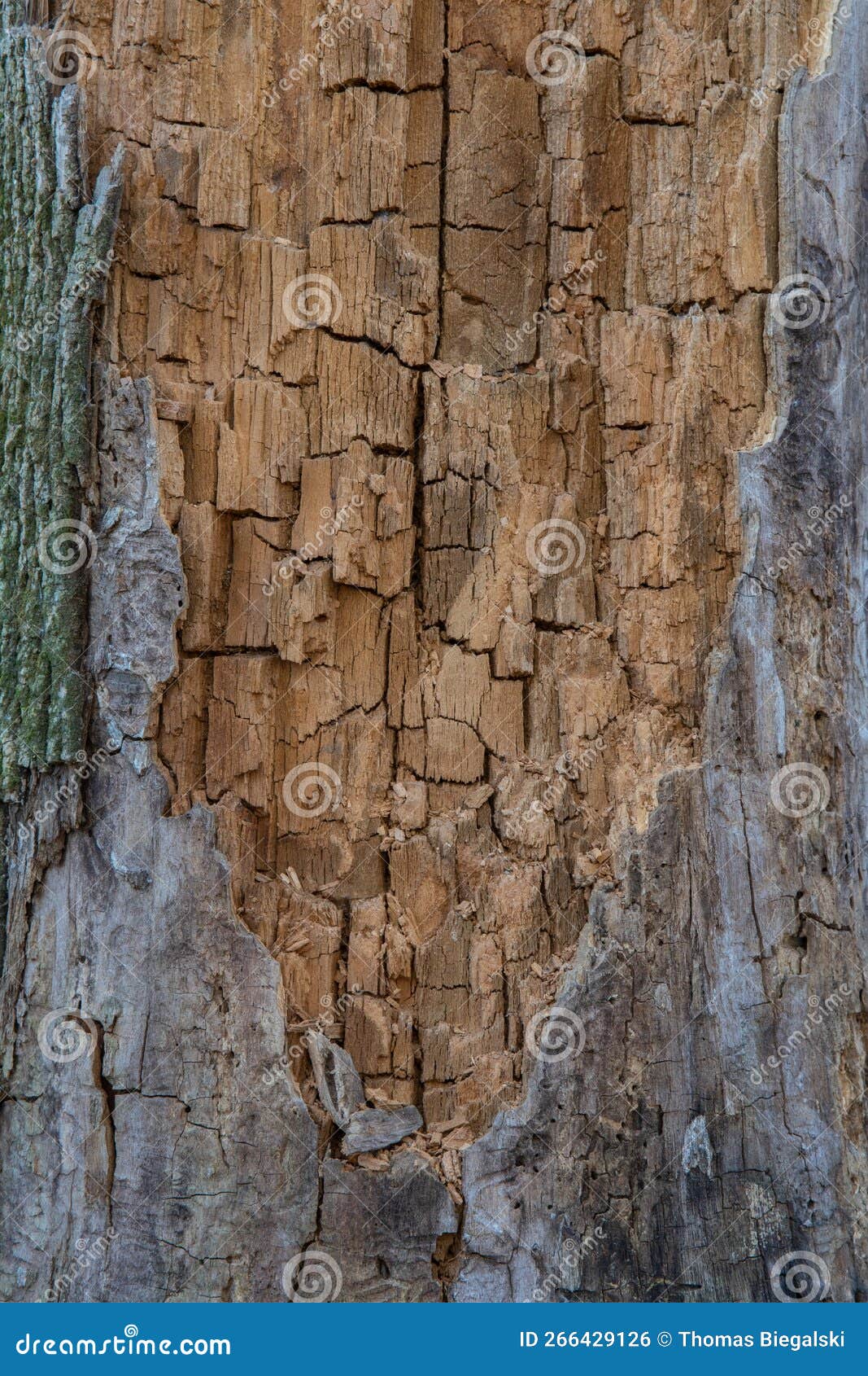 Tree Stump Rotting and Chipping Away Background Stock Photo - Image of ...