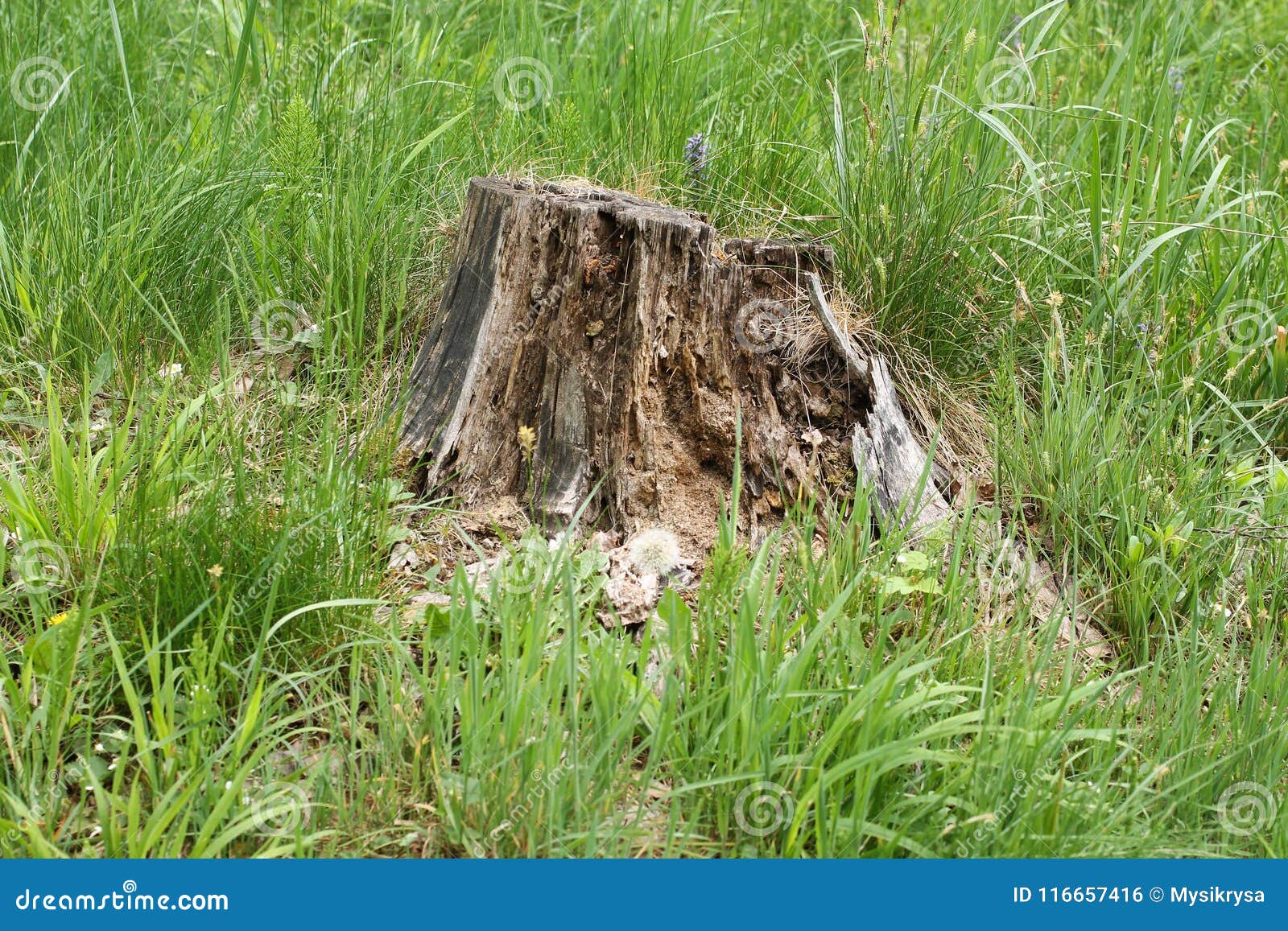 Rotting remnant of a tree stock photo. Image of dead - 116657416