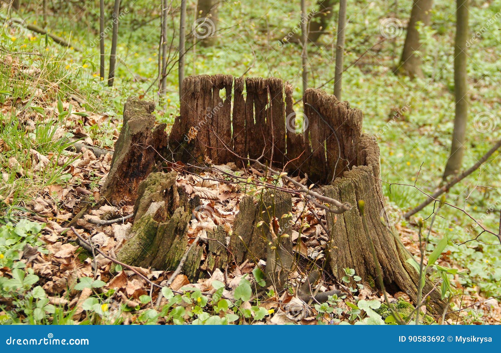 Rotting stump stock photo. Image of environment, remnant - 90583692