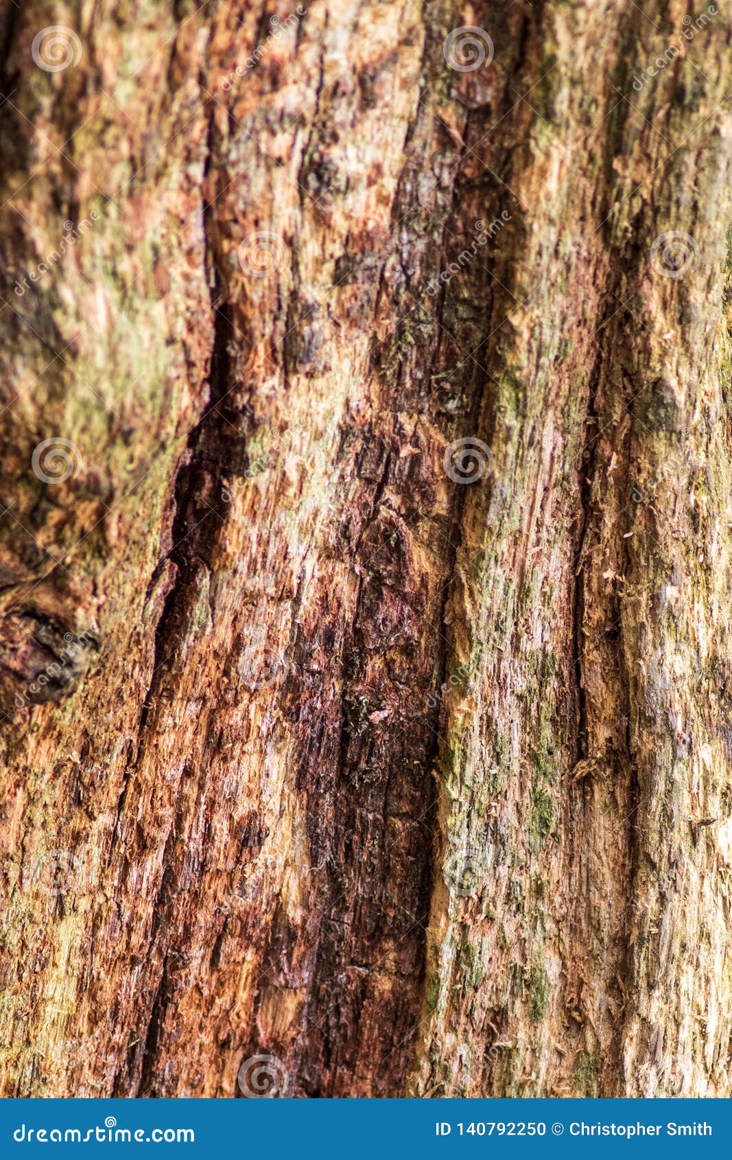 Rotting tree stock photo. Image of forest, autumn, outdoors - 140792250