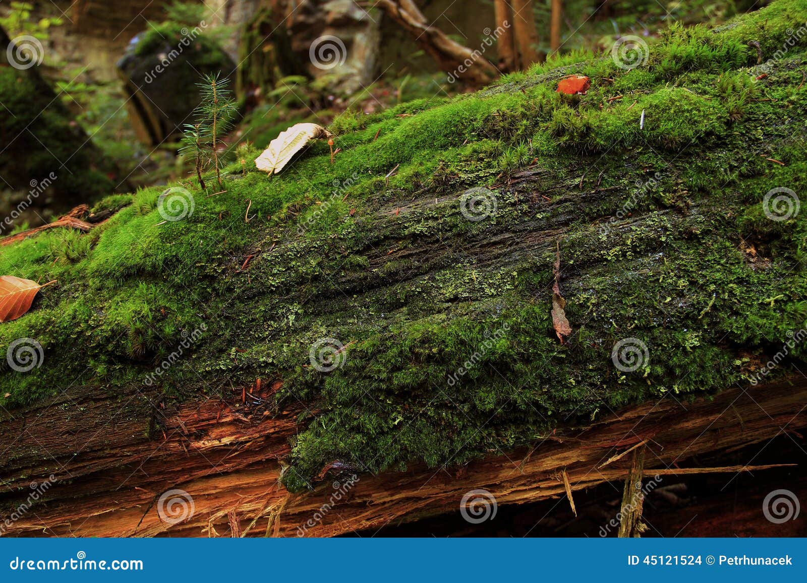 Rotting tree covered stock photo. Image of landscape - 45121524