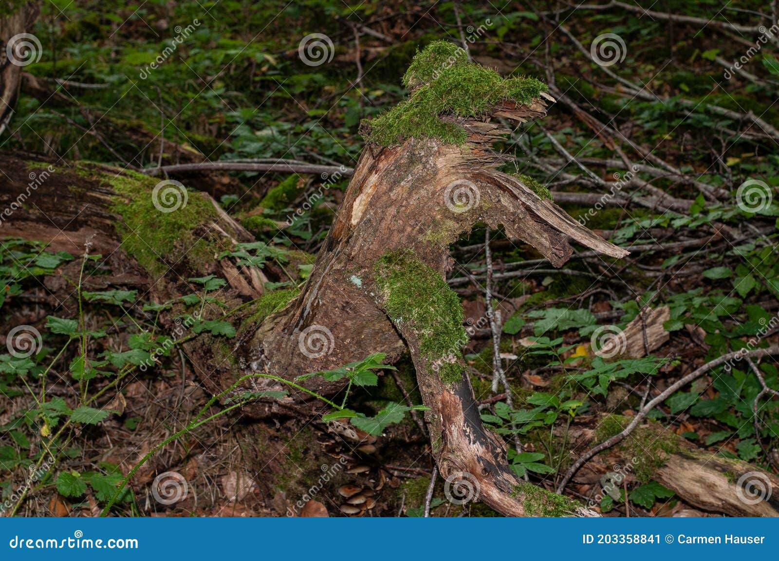 Rotting Tree Lying in a Dark Forest Stock Image - Image of dead, forest ...