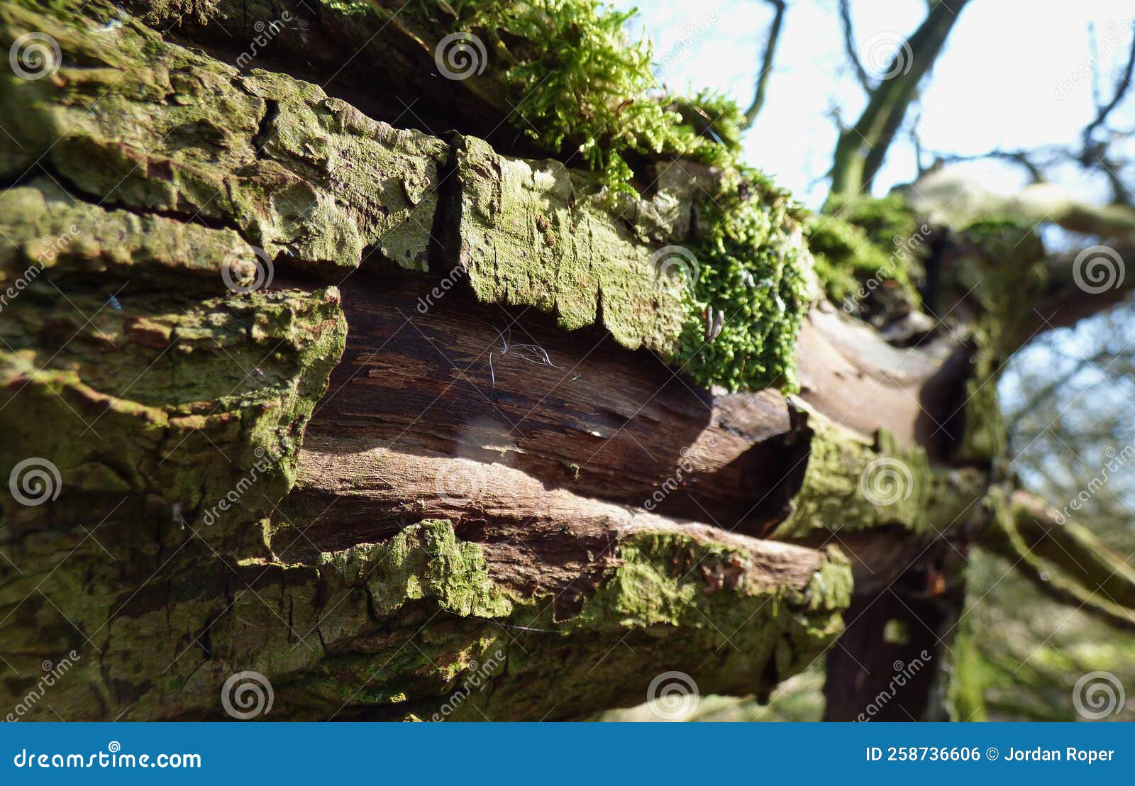 Rotting tree moss stock photo. Image of plants, aerial - 258736606