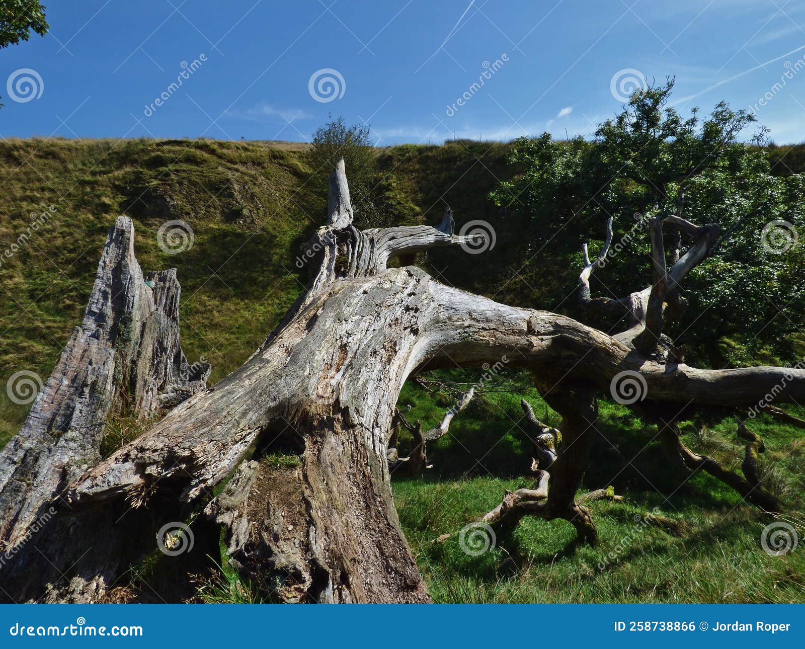 Rotting tree in field stock photo. Image of rotting - 258738866