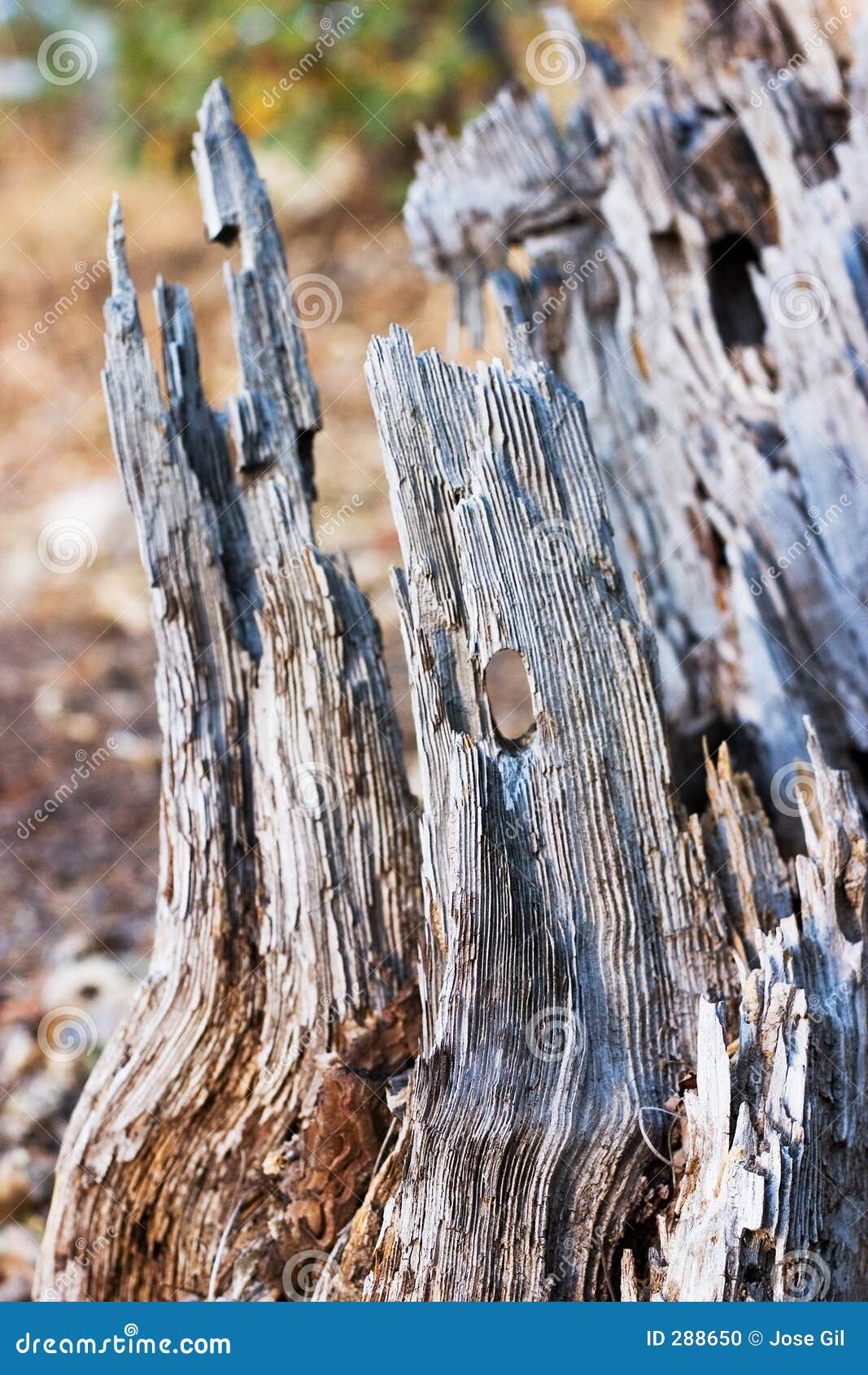 Rotting Tree Stump stock photo. Image of abstract, pattern - 288650