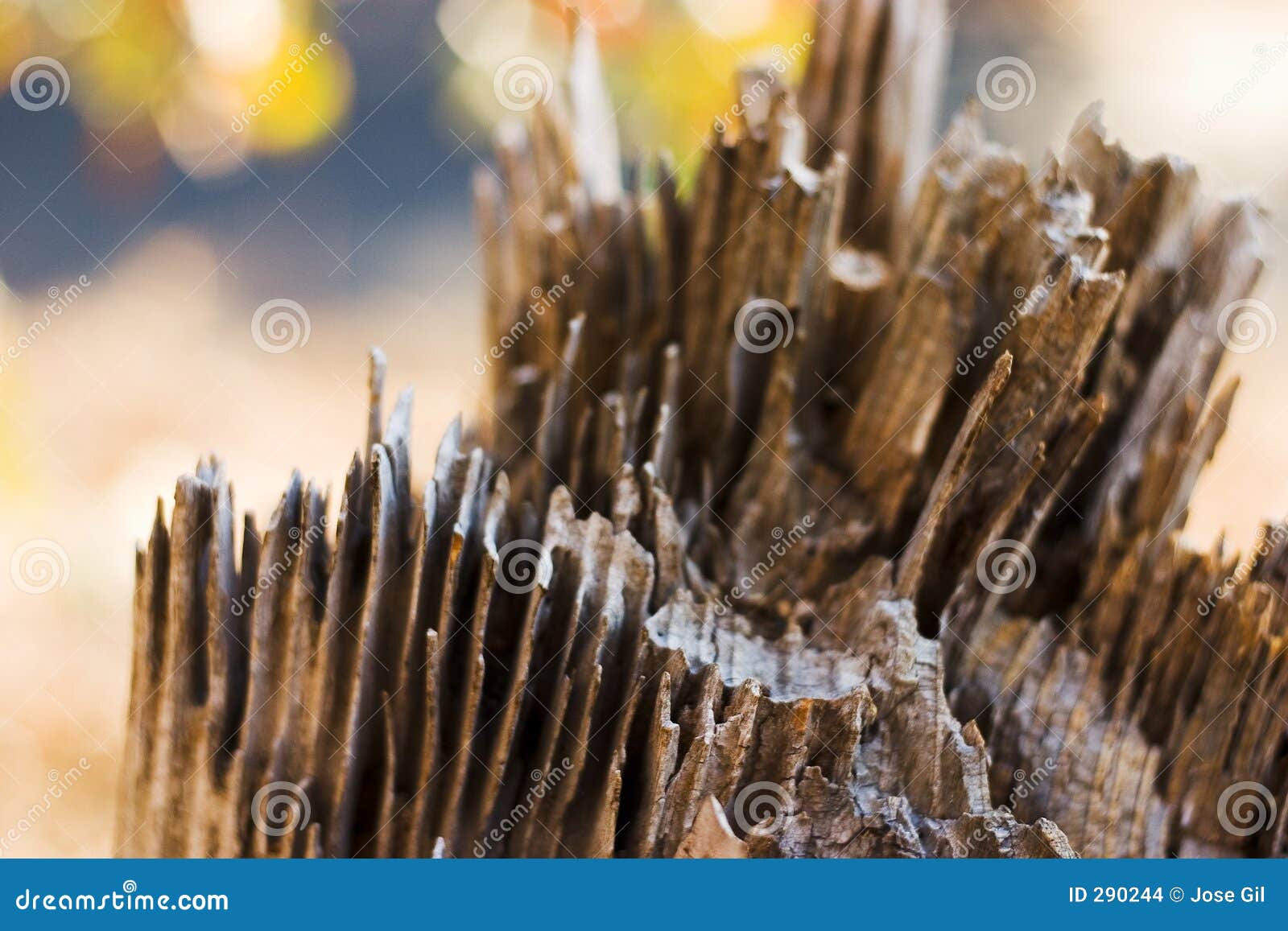 Rotting Tree Stump Detail stock photo. Image of forest - 290244