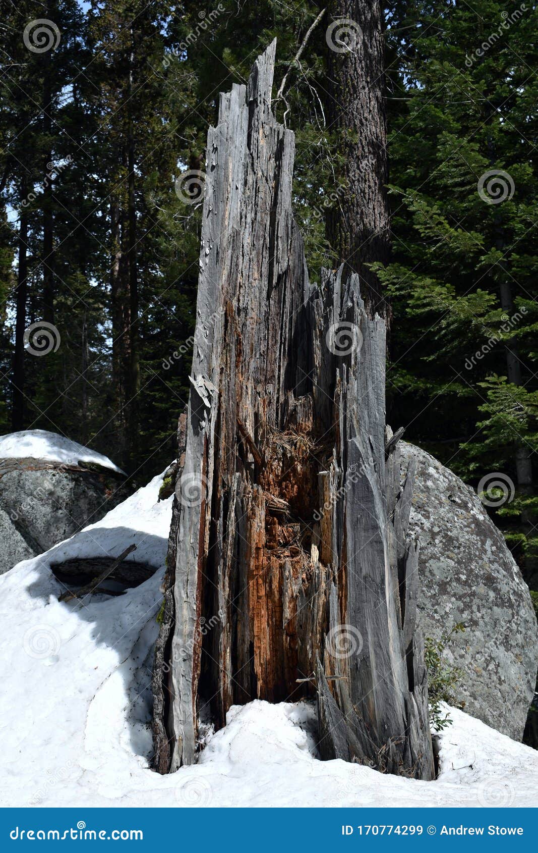 Rotting Tree Stump Mountains in the Snow Stock Image - Image of morning ...