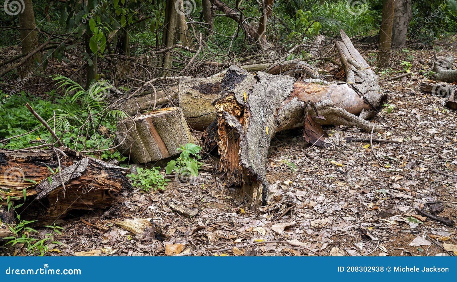 Rotting Tree Trunk stock photo. Image of rotting, stub - 208302938