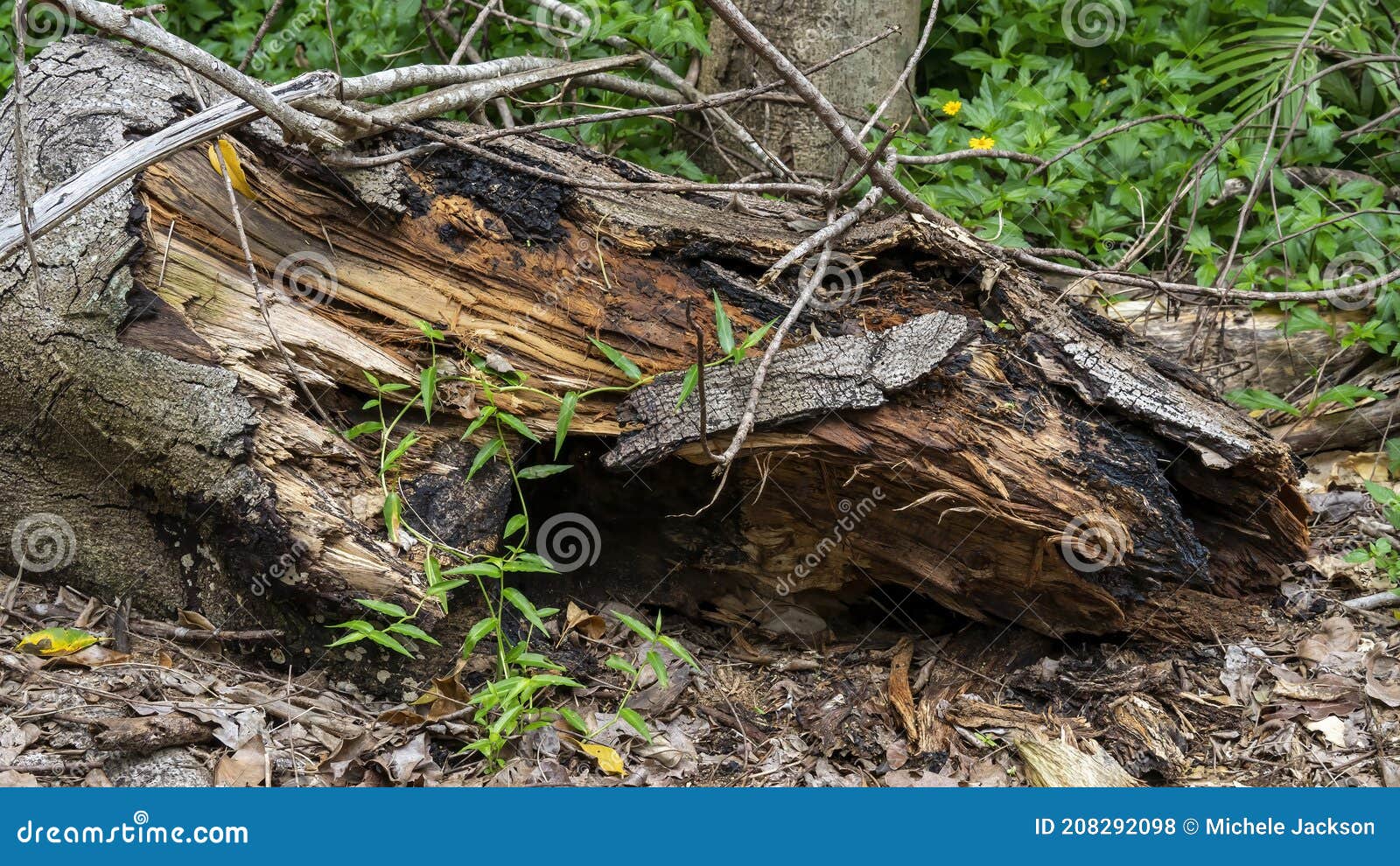 Rotting Tree Trunk stock photo. Image of outdoor, leaves - 208292098