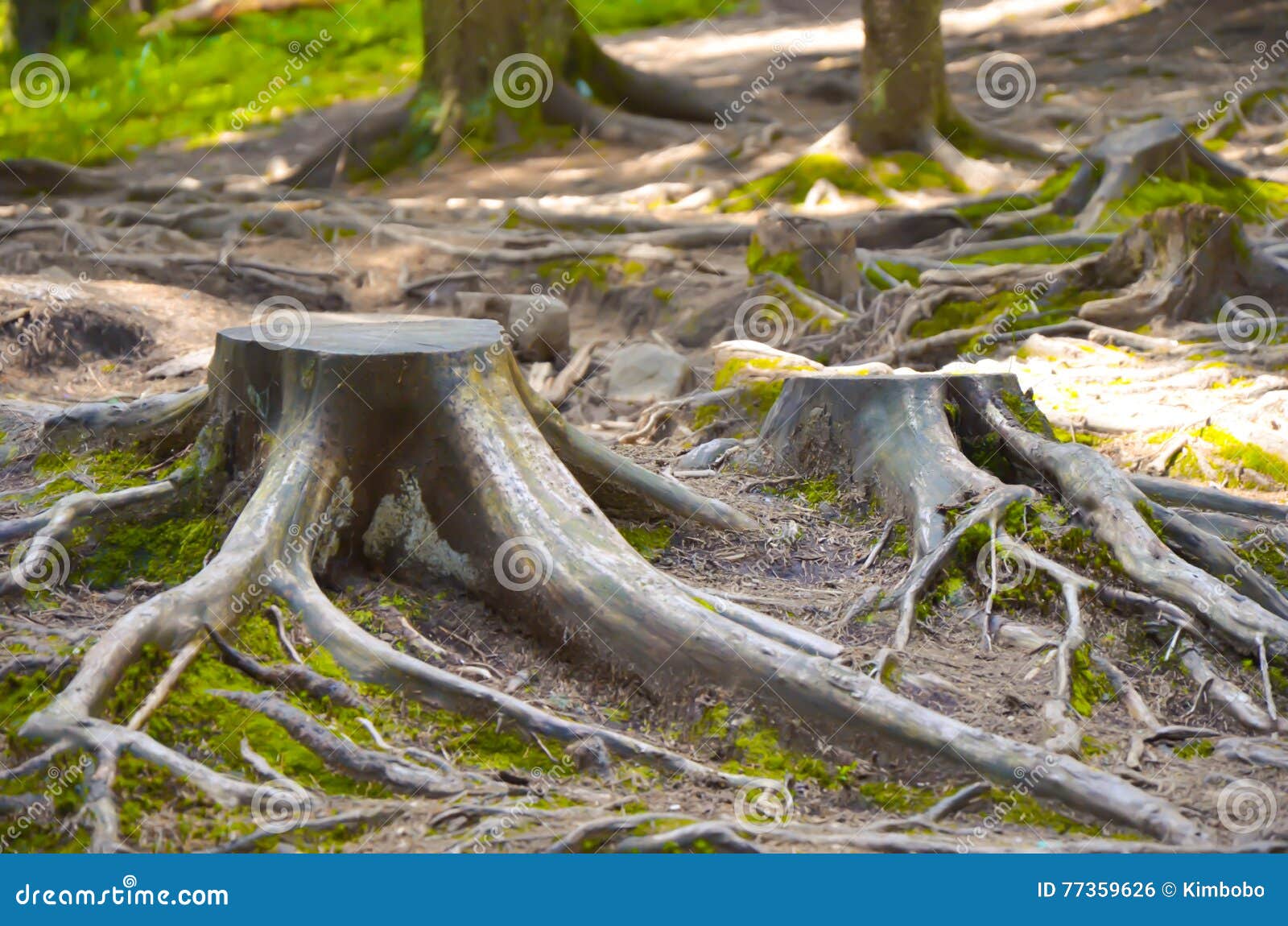 Rotting Tree Trunk in Forest Stock Photo - Image of growth, foliage ...