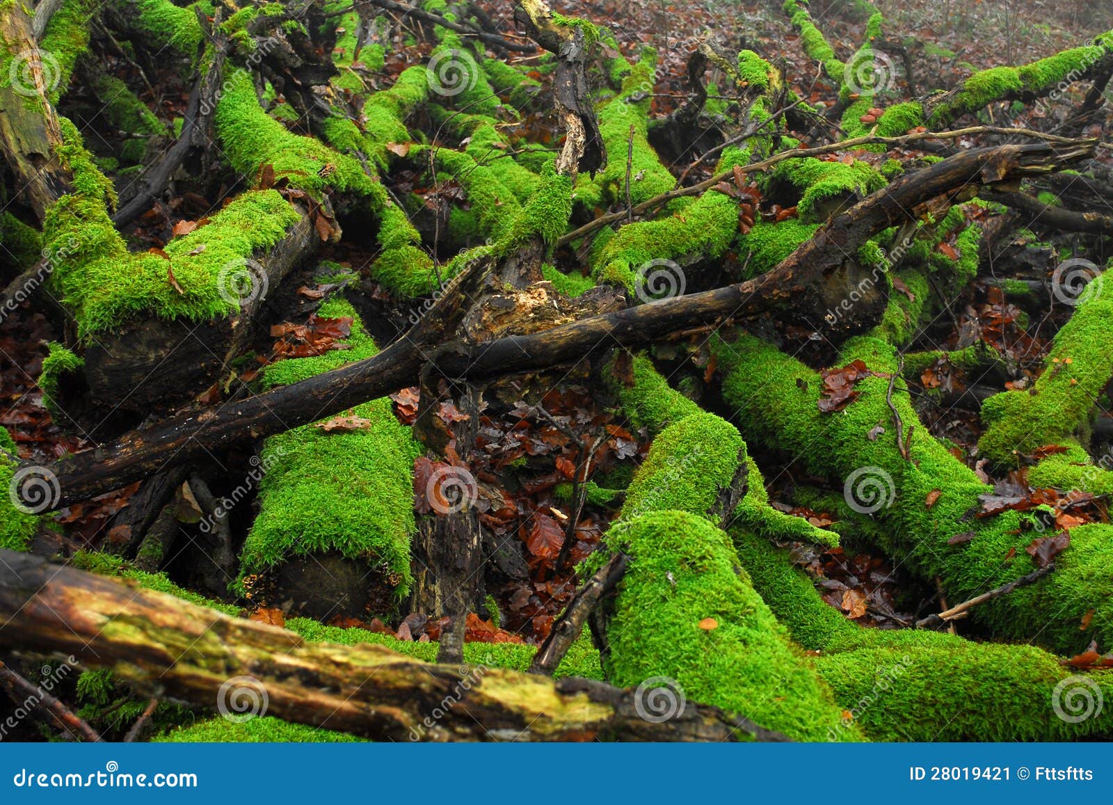 Rotting trees stock image. Image of trees, branches, fall - 28019421