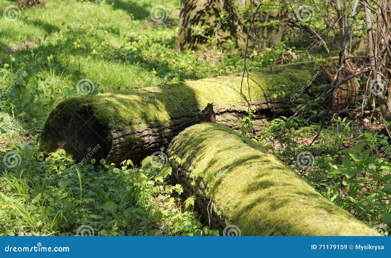 Rotting trunks stock image. Image of trees, rotting, trunk - 71179159