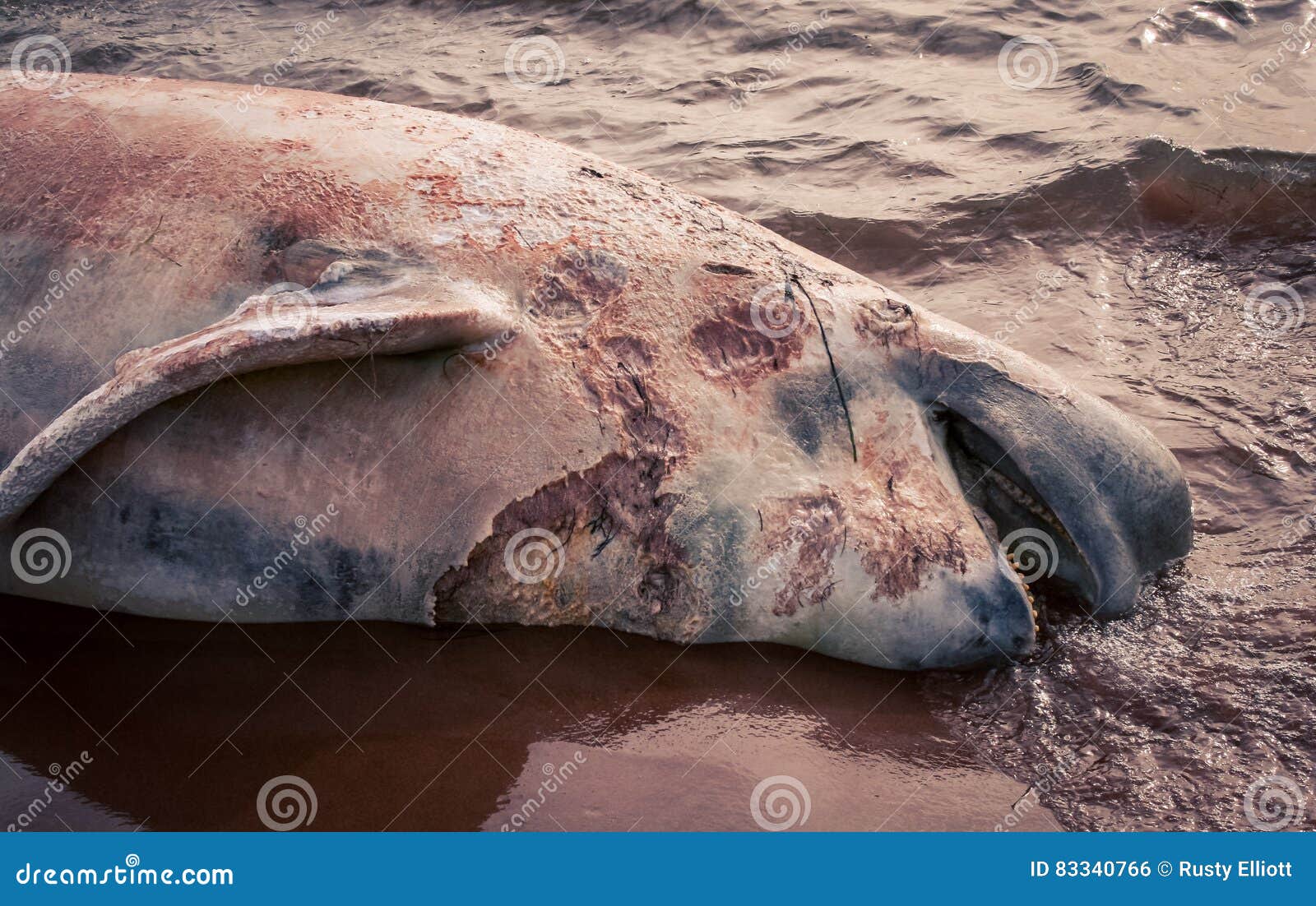 Rotting whale carcass stock photo. Image of whale, atlantic - 83340766