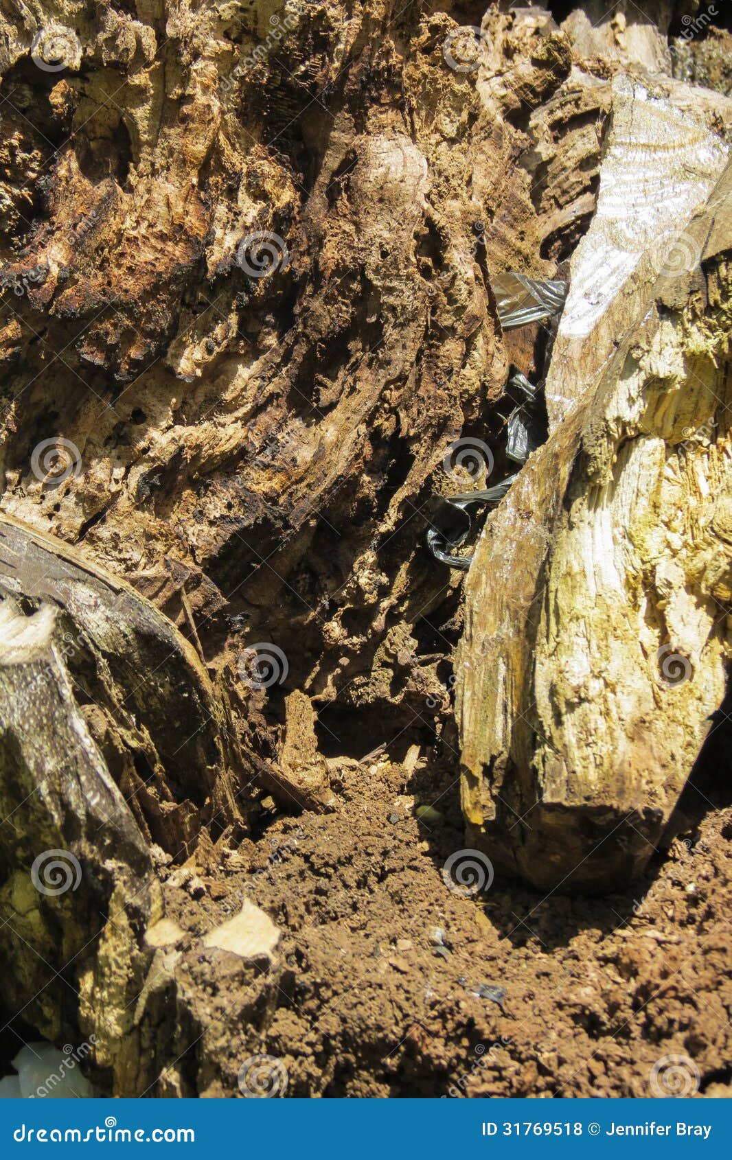 Rotting wood background stock photo. Image of worn, texture - 31769518
