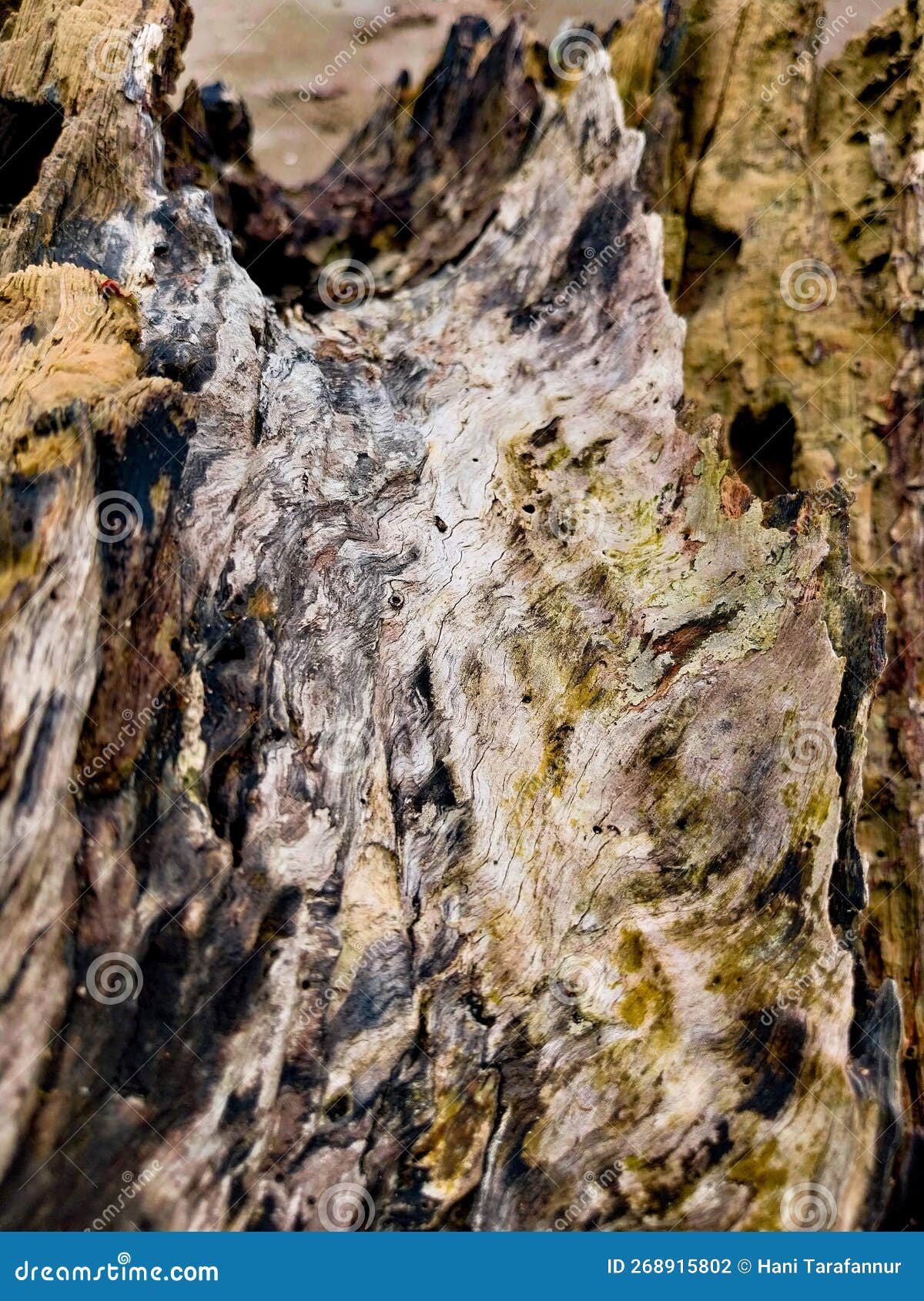 Rotting wood on the beach stock photo. Image of plant - 268915802