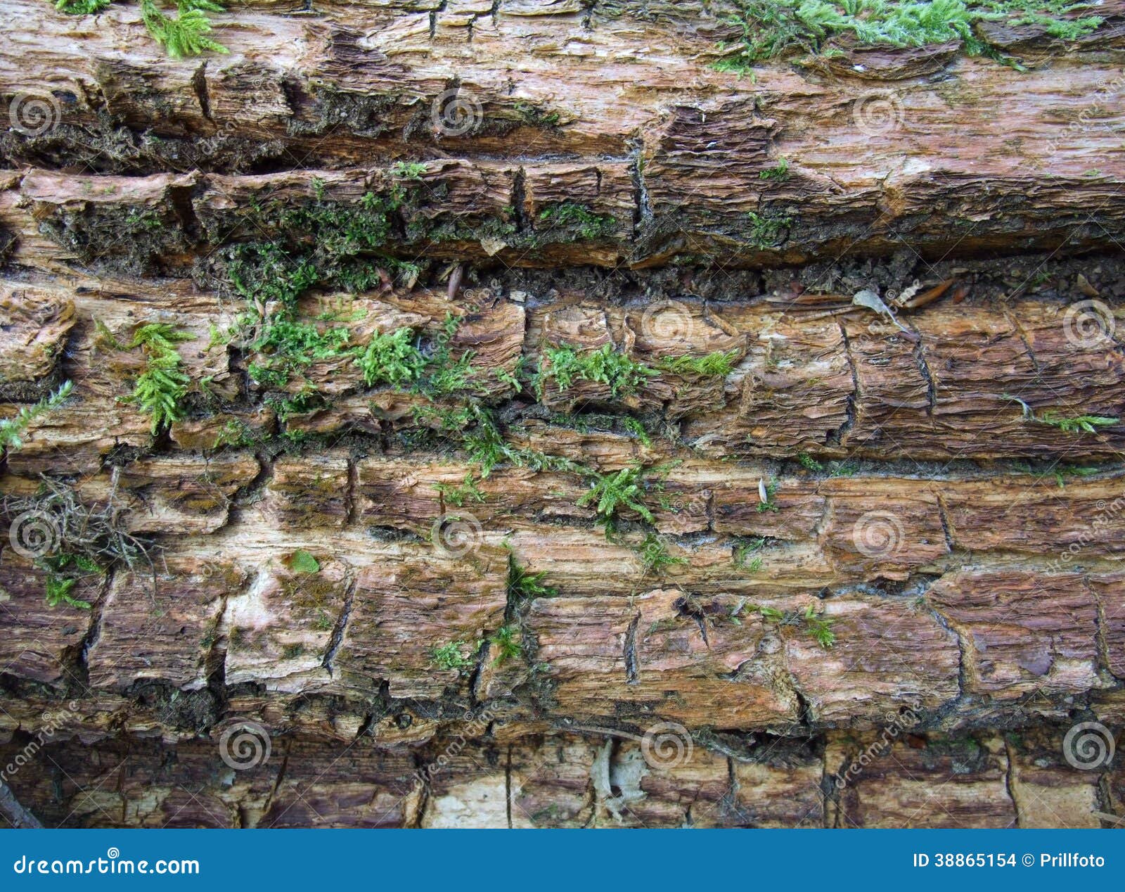 Rotting wood detail stock photo. Image of decompose, crop - 38865154