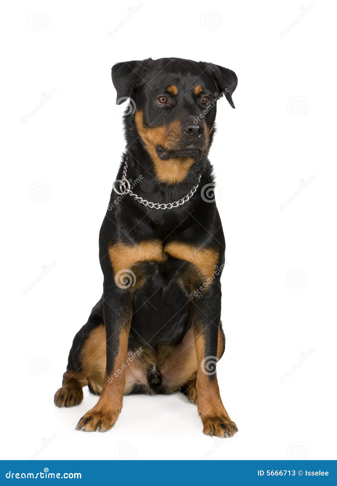 Rottweiler (1 year) stock image. Image of pedigreed, breed - 5666713