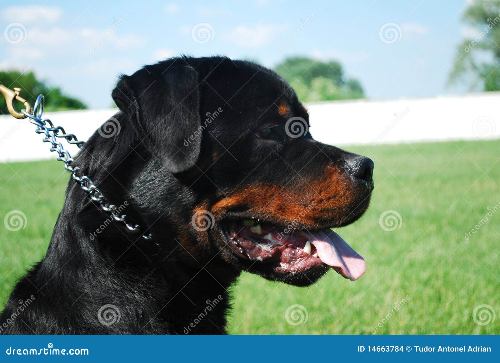 Rottweiler stock photo. Image of hound, breed, muscular - 14663784