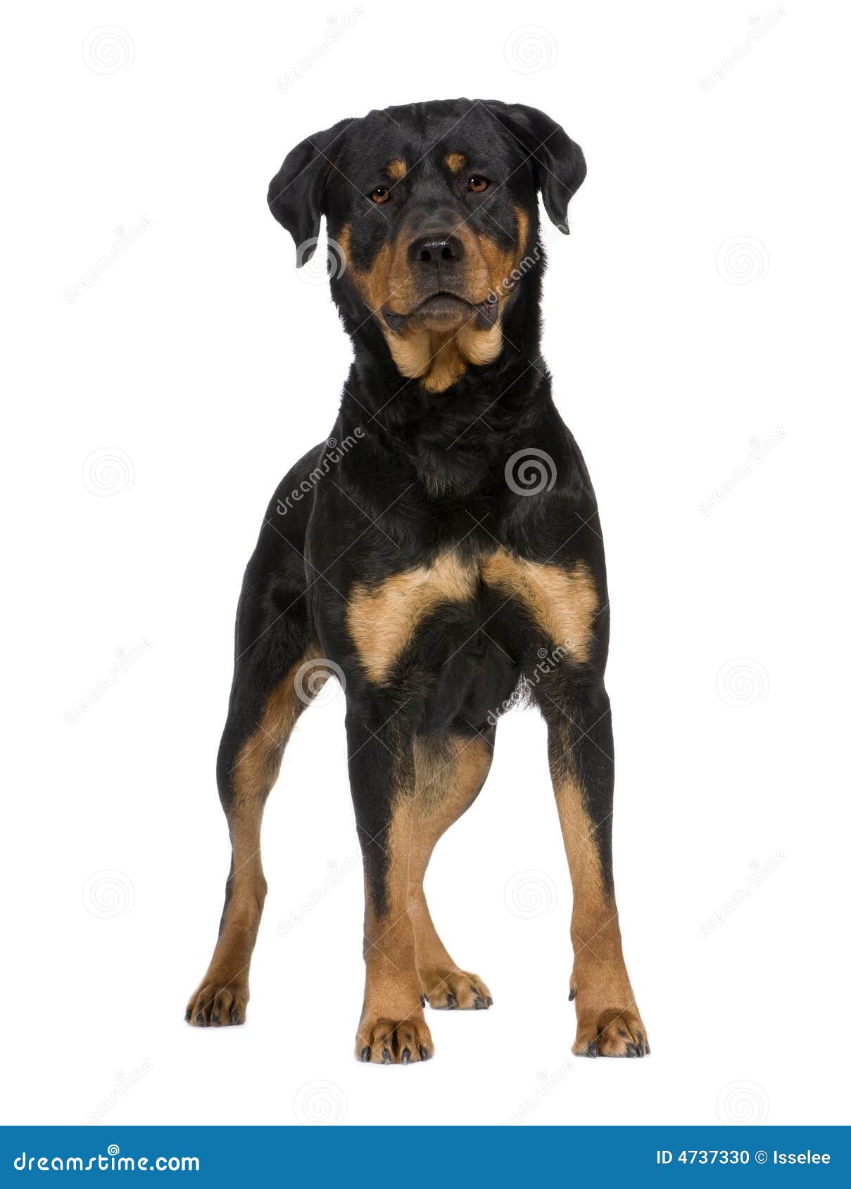 Rottweiler (2 years) stock photo. Image of brown, gazing - 4737330