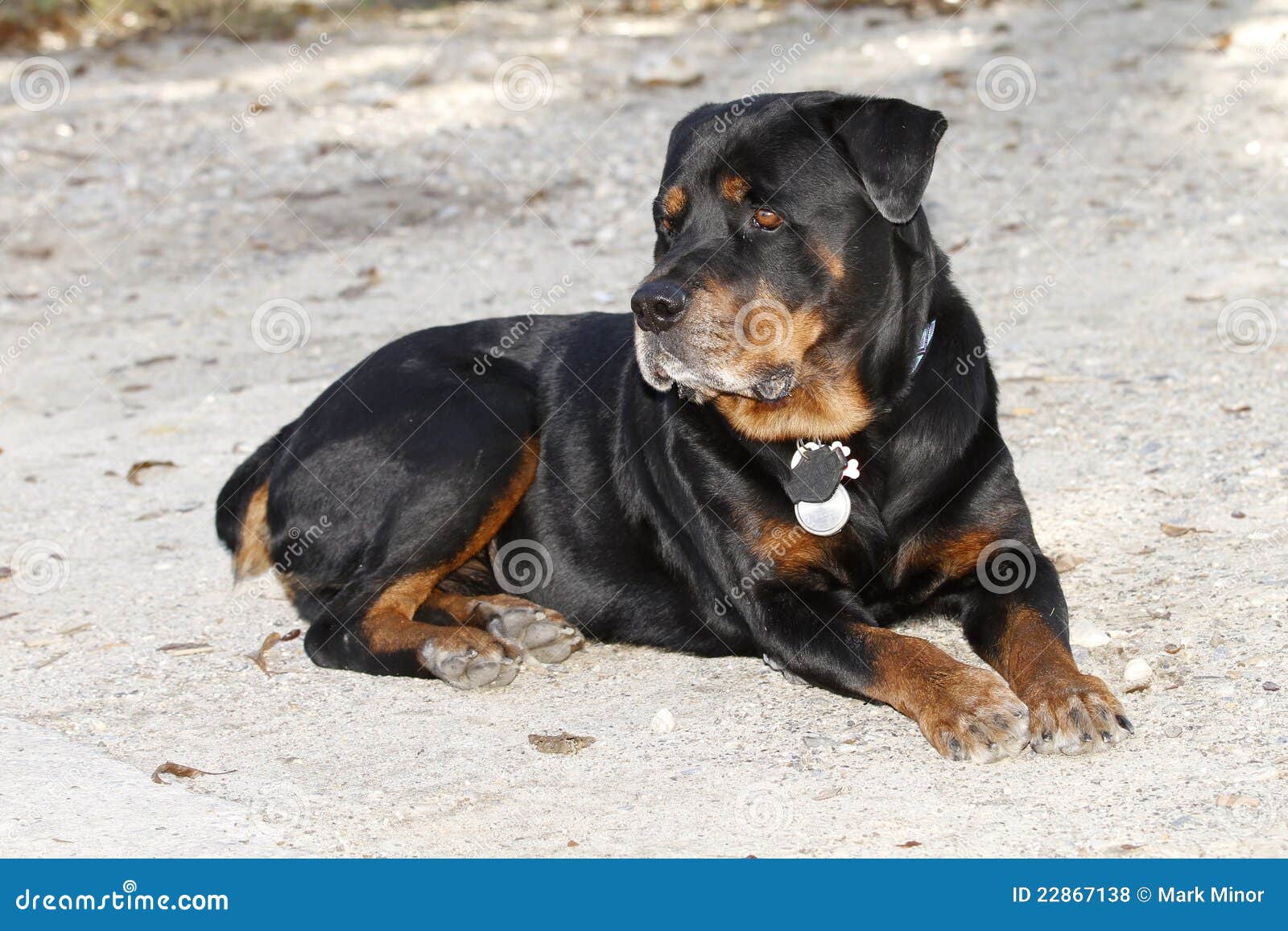 Rottweiler stock photo. Image of guard, watch, timekeeper - 22867138