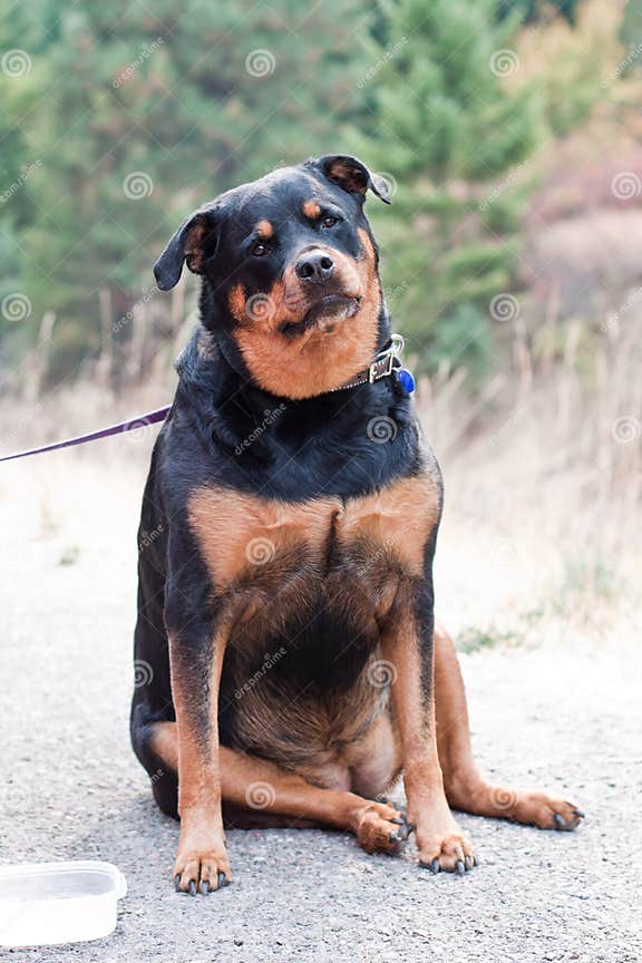 Rottweiler stock photo. Image of purebred, overweight - 26746736