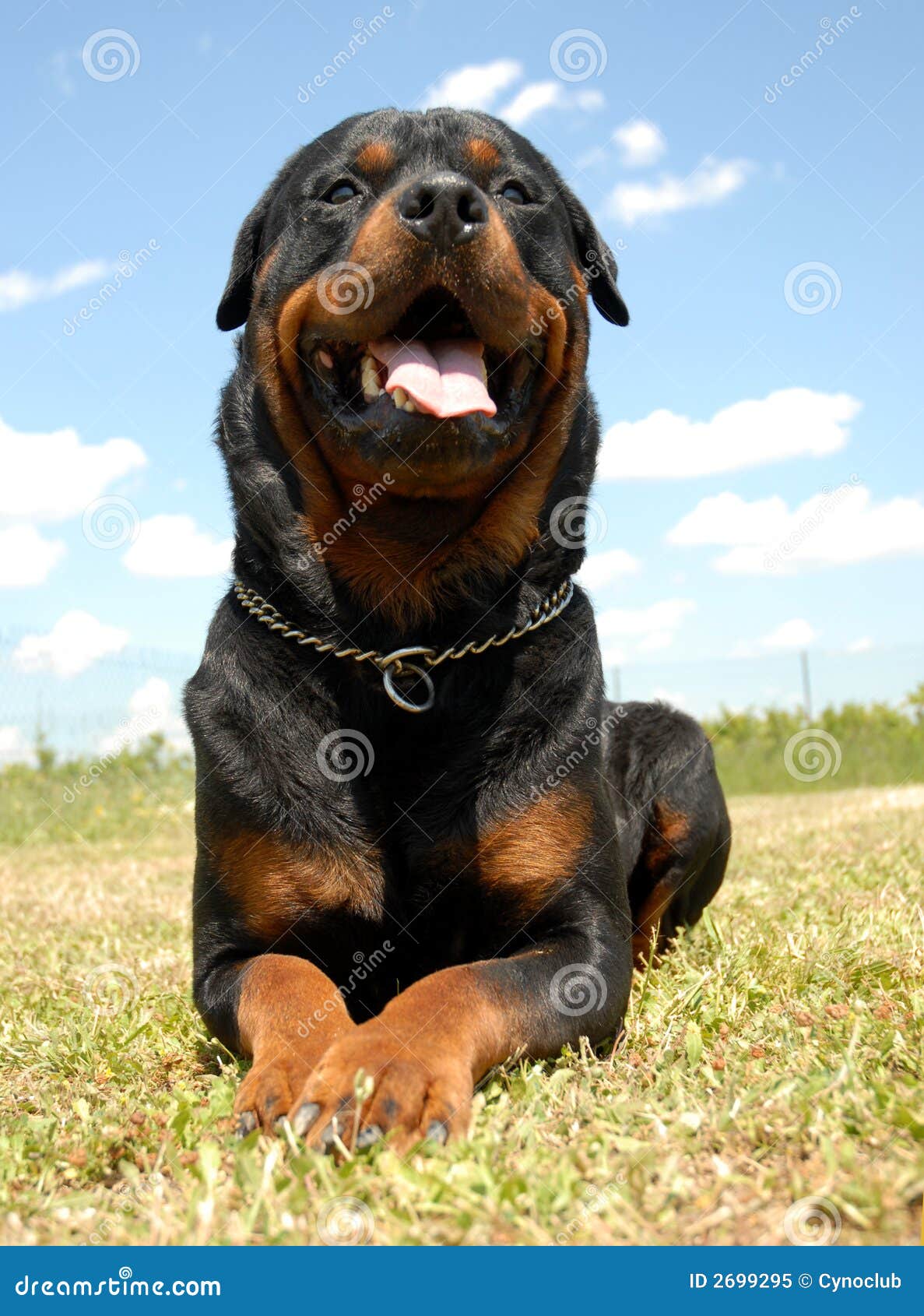 Rottweiler stock image. Image of molosse, young, evil - 2699295