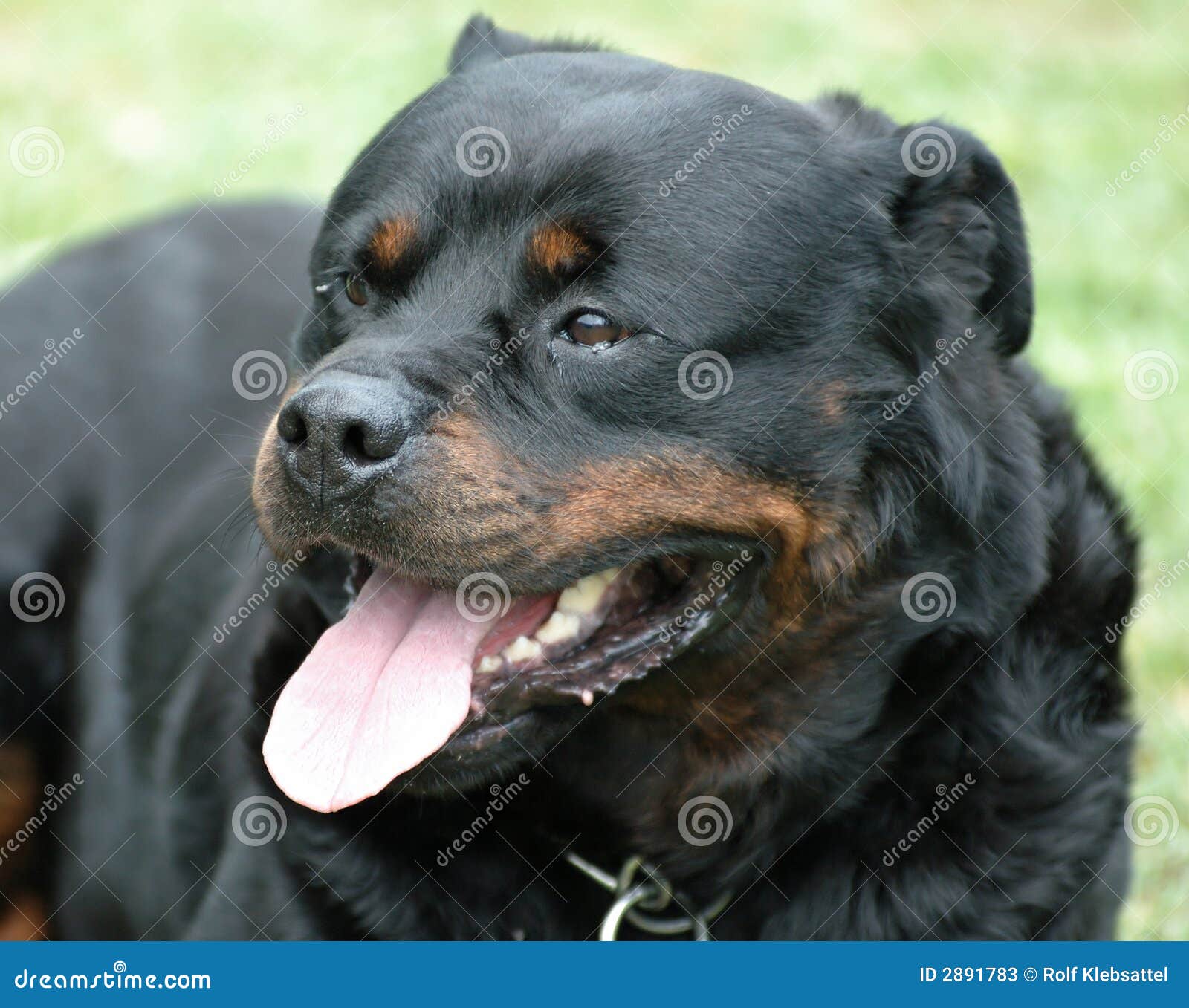 Rottweiler stock image. Image of gardian, defense, blooded - 2891783