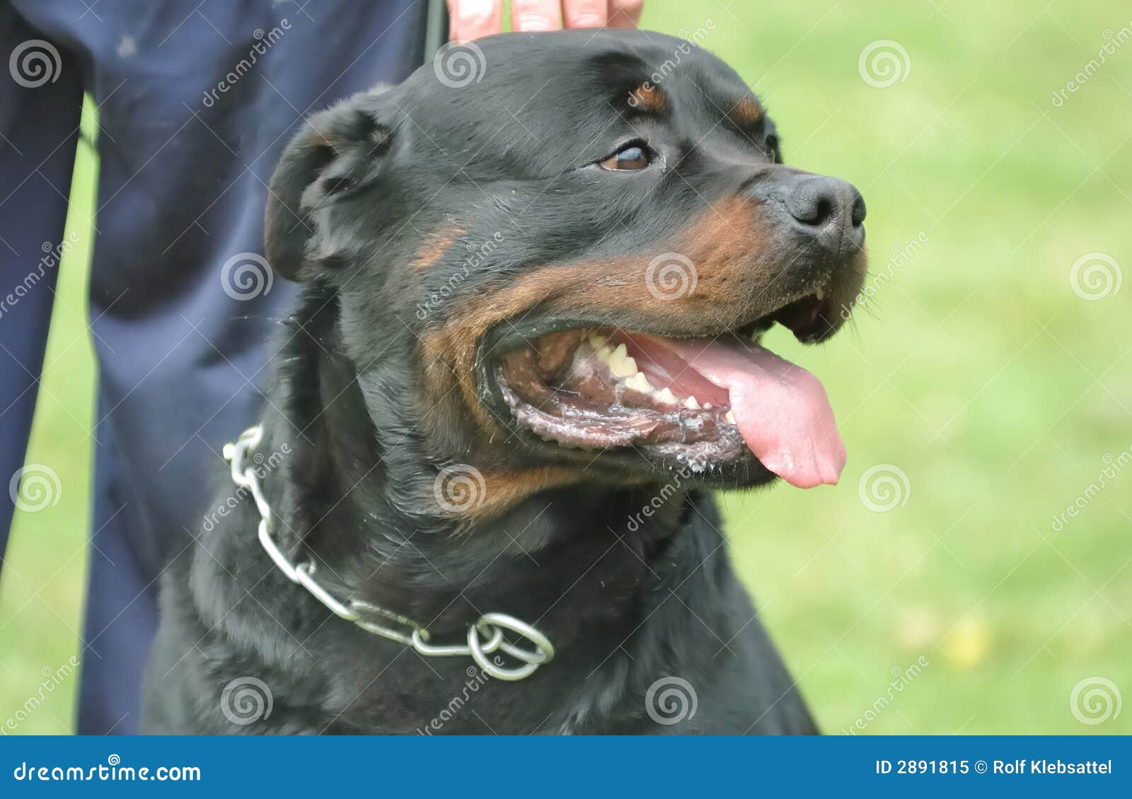 Rottweiler stock image. Image of grooming, pure, rottweiler - 2891815